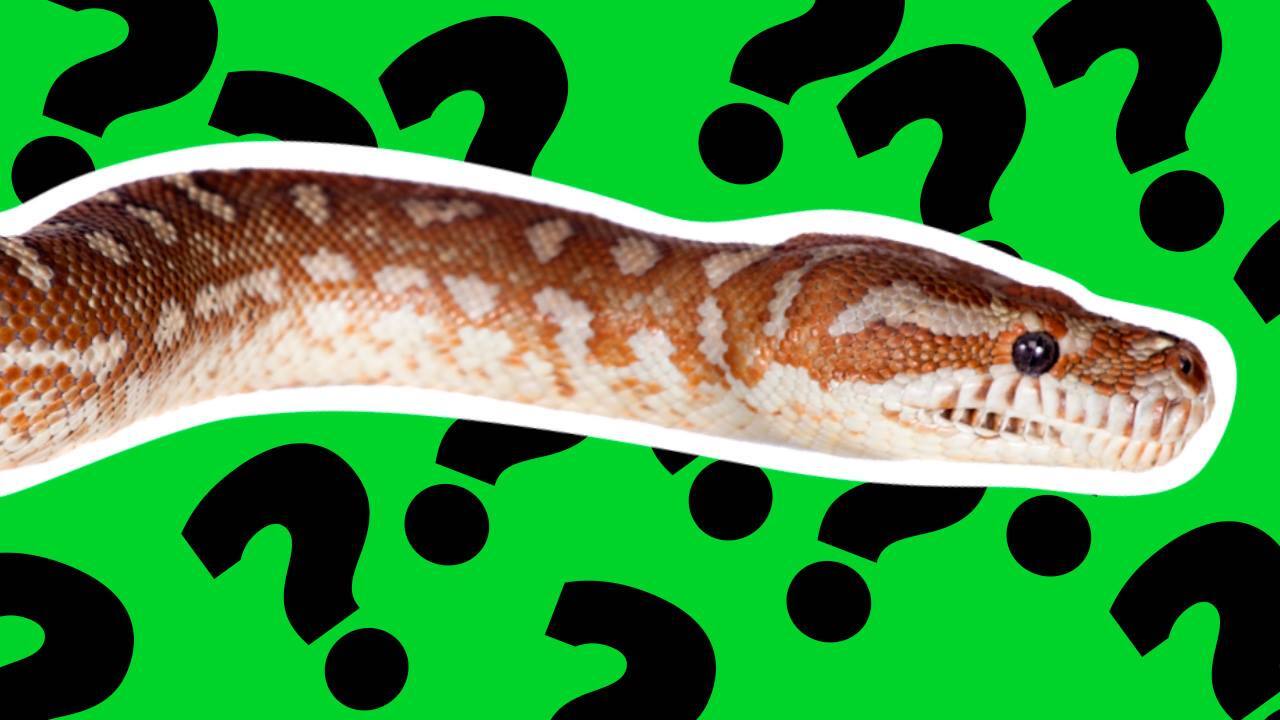 7 théories sur ce qui est arrivé au python de Verdun pendant sa cavale | Le Sac de chips