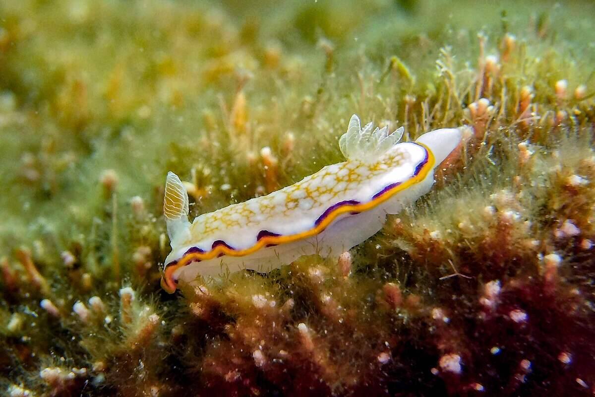 À 10 000 m sous les mers, la vie grouille de vers et de mollusques | JDQ