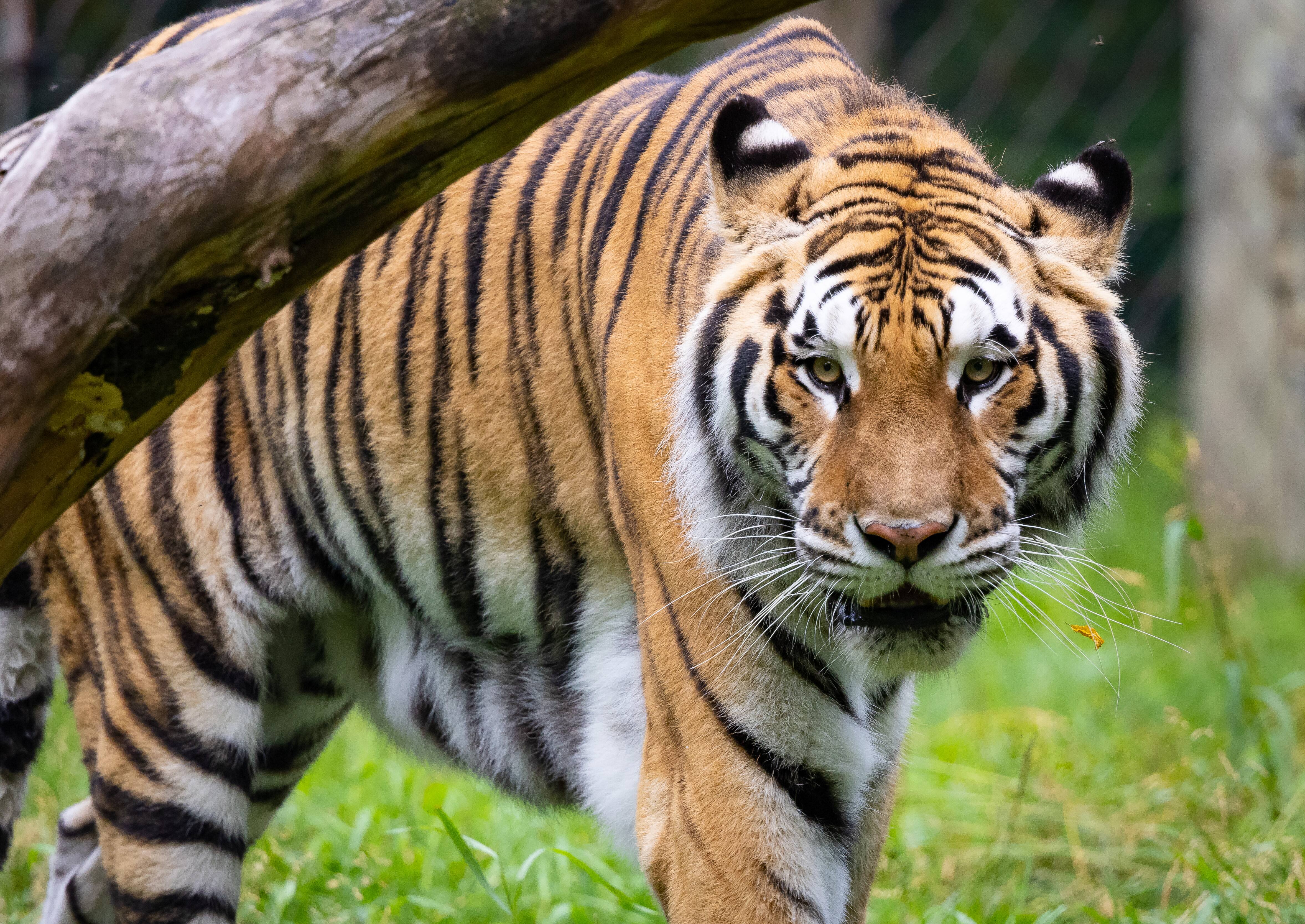 Voici 7 zoos et parcs animaliers à explorer cet été | TVA Nouvelles