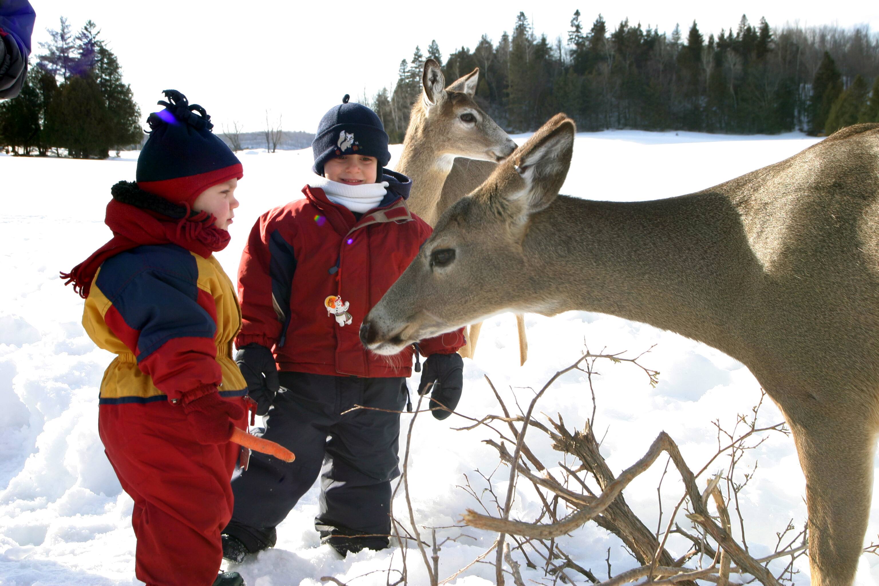 Ces 7 zoos et parcs animaliers du Québec restent ouverts en hiver | JDM