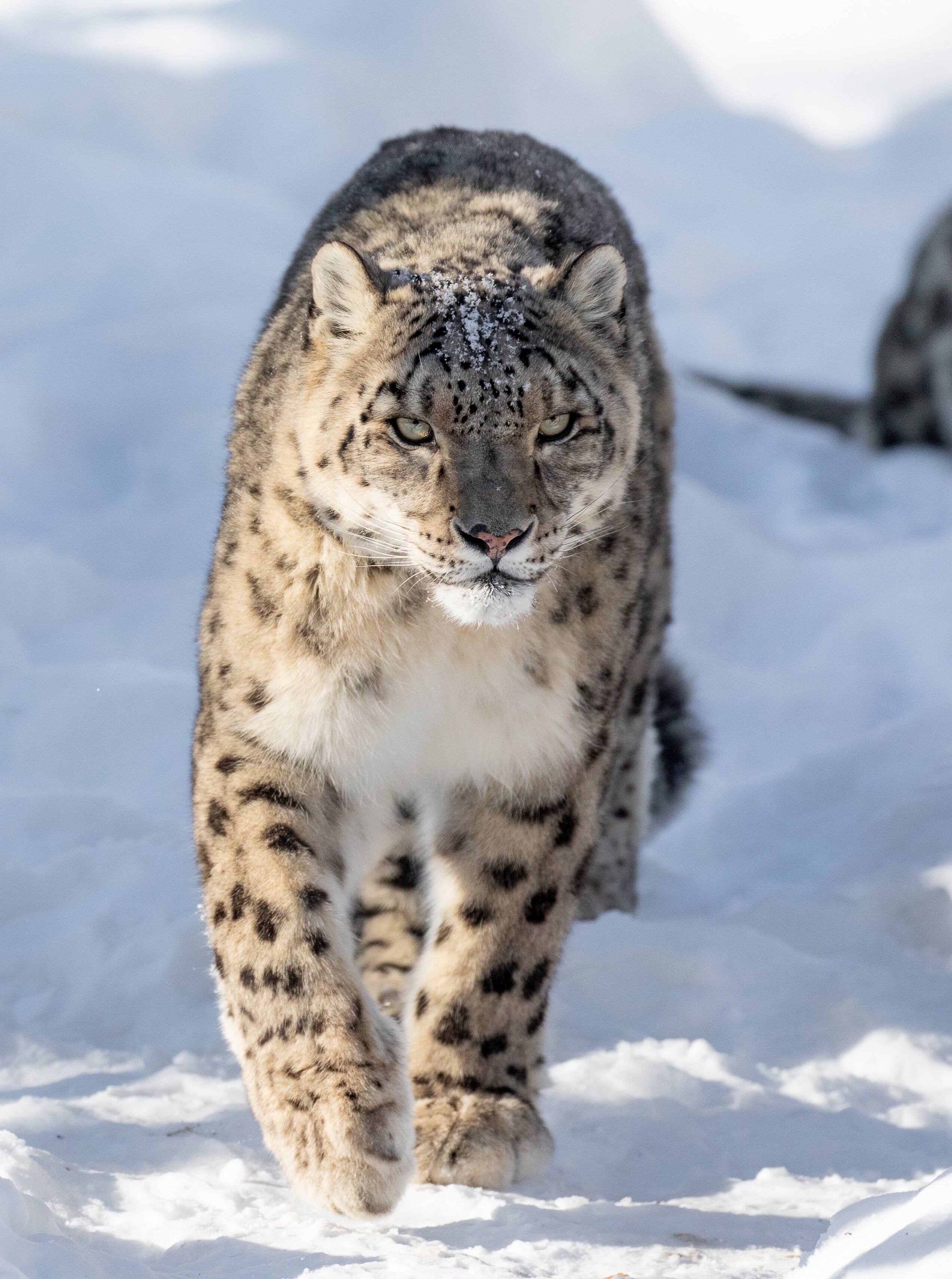 Ces 7 zoos et parcs animaliers du Québec restent ouverts en hiver | JDM