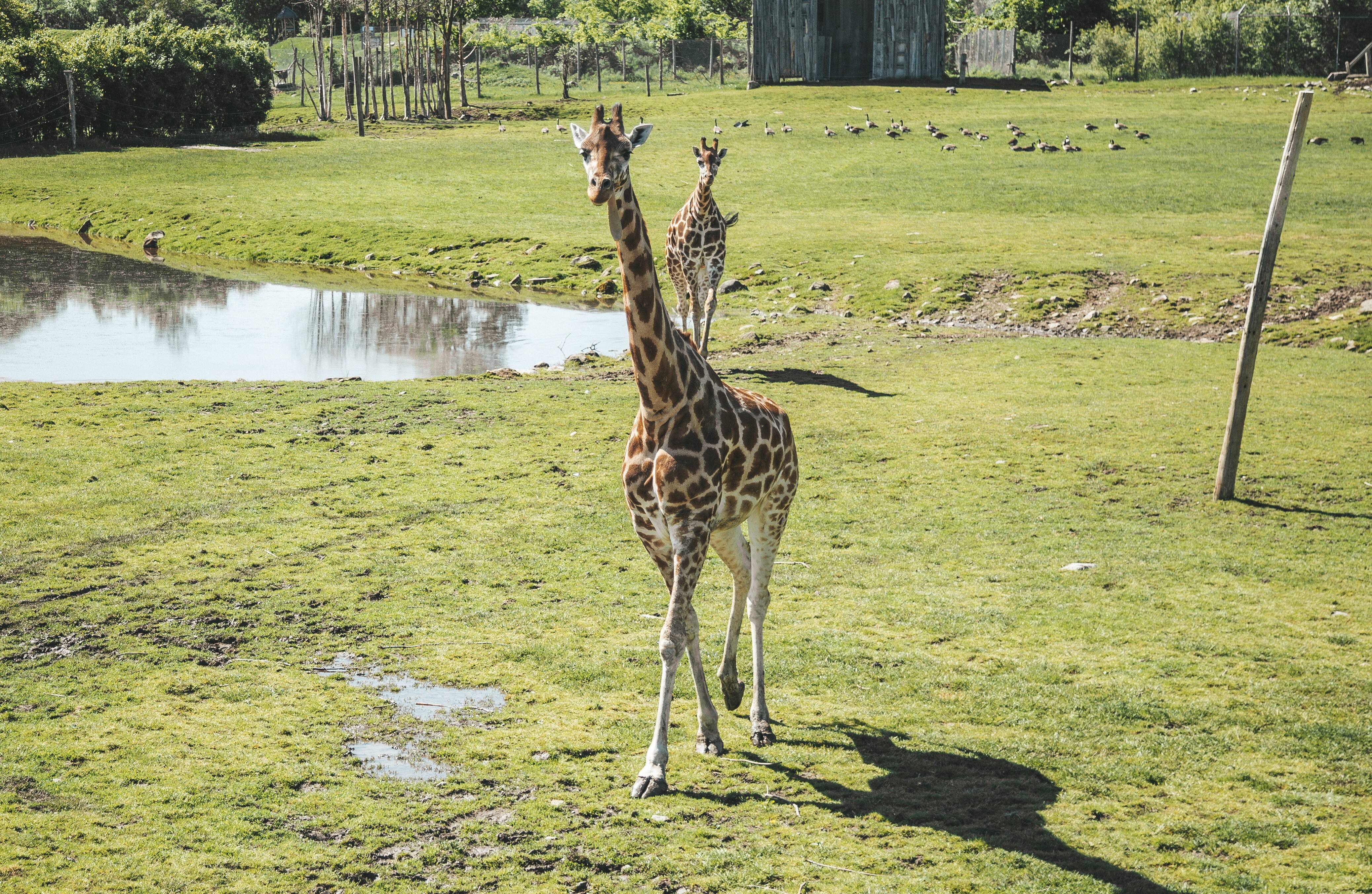 Voici 7 zoos et parcs animaliers à explorer cet été | JDM