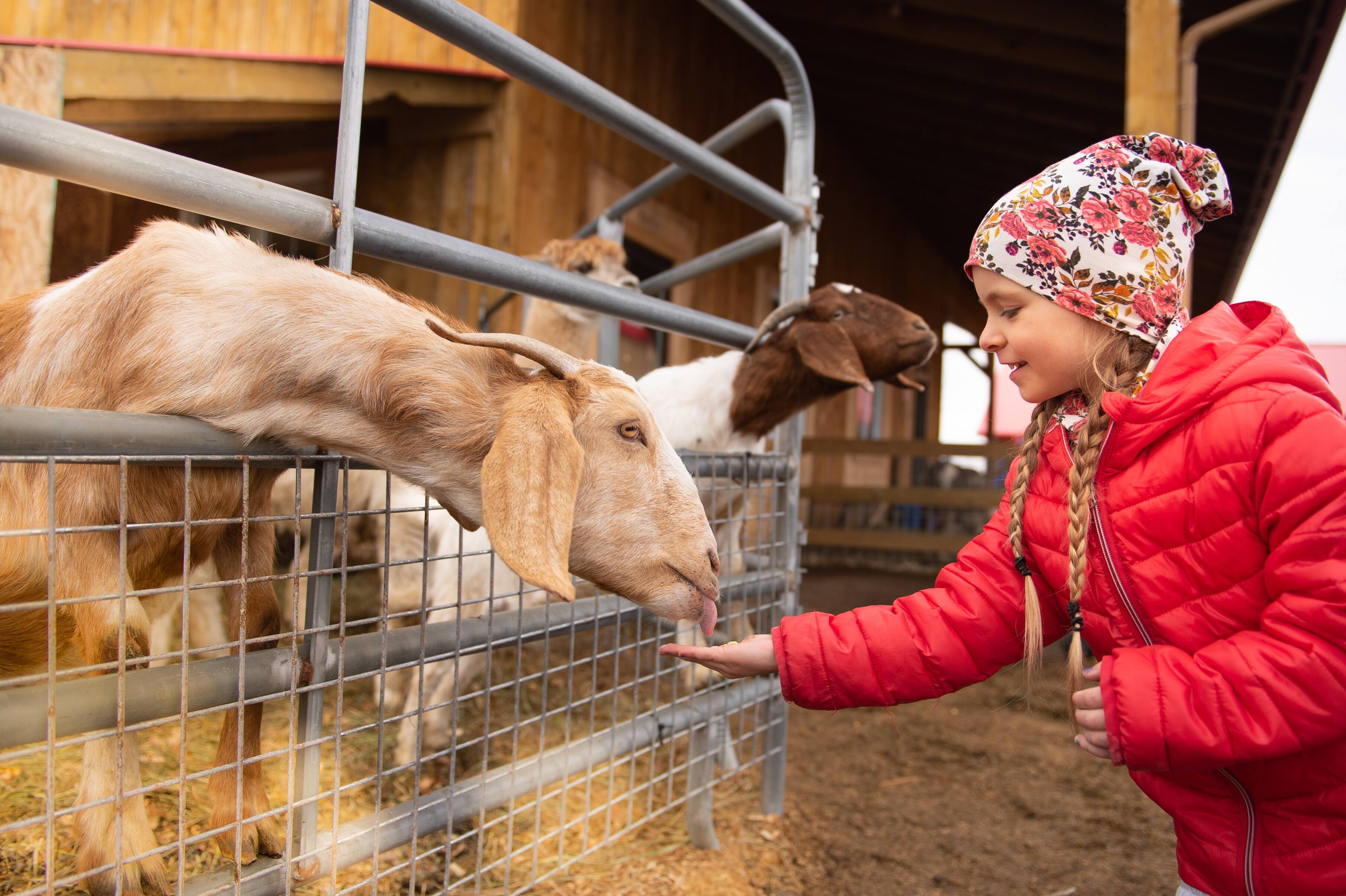 Activités | 7 cabanes à sucre incontournables au Québec | Espaces | LE ...