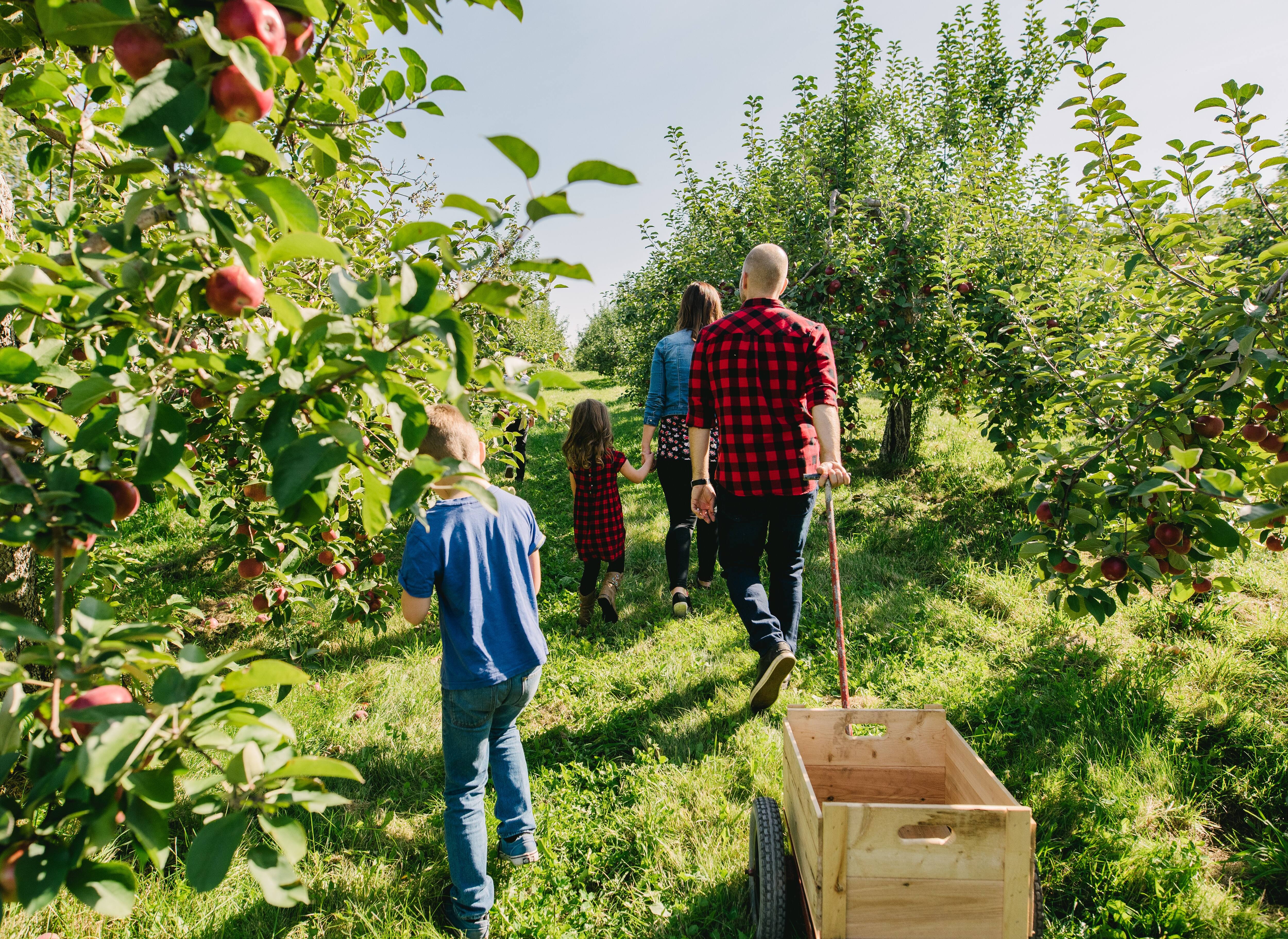 Voici 7 vergers d’ici qui sortent de l’ordinaire | JDQ