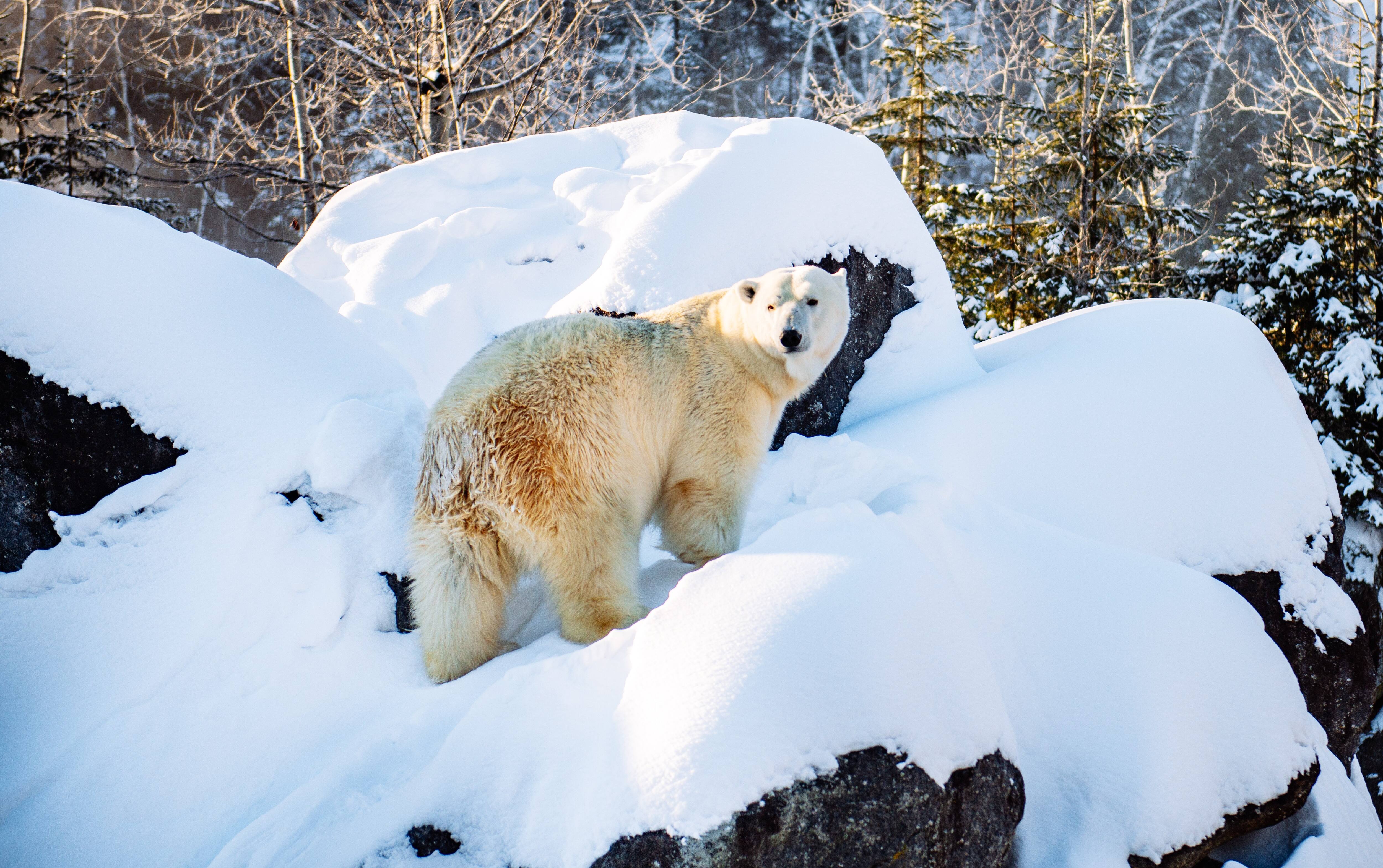 Ces 7 zoos et parcs animaliers du Québec restent ouverts en hiver | JDM
