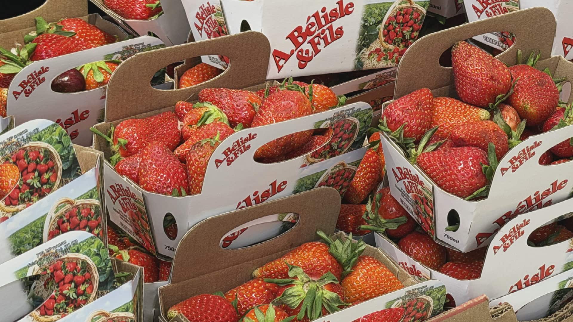 «On nous annonce une super belle saison»: les fraises du Québec dans ...