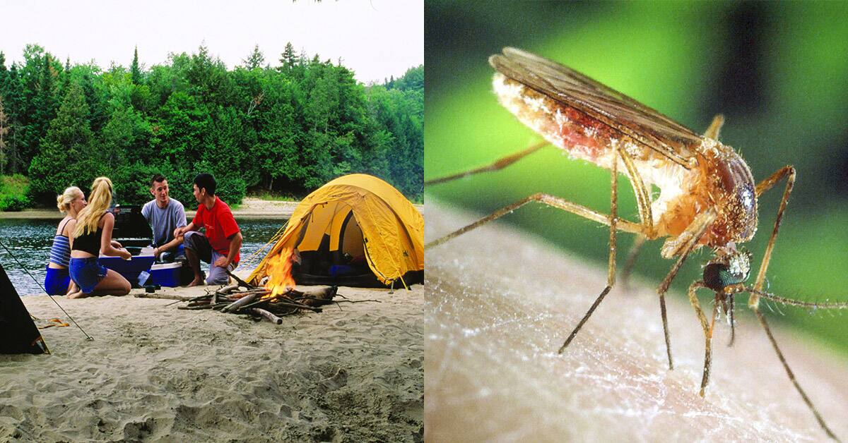 Voici les 4 «bibittes» qui vous «mangent» chaque été au Québec | Le Sac ...