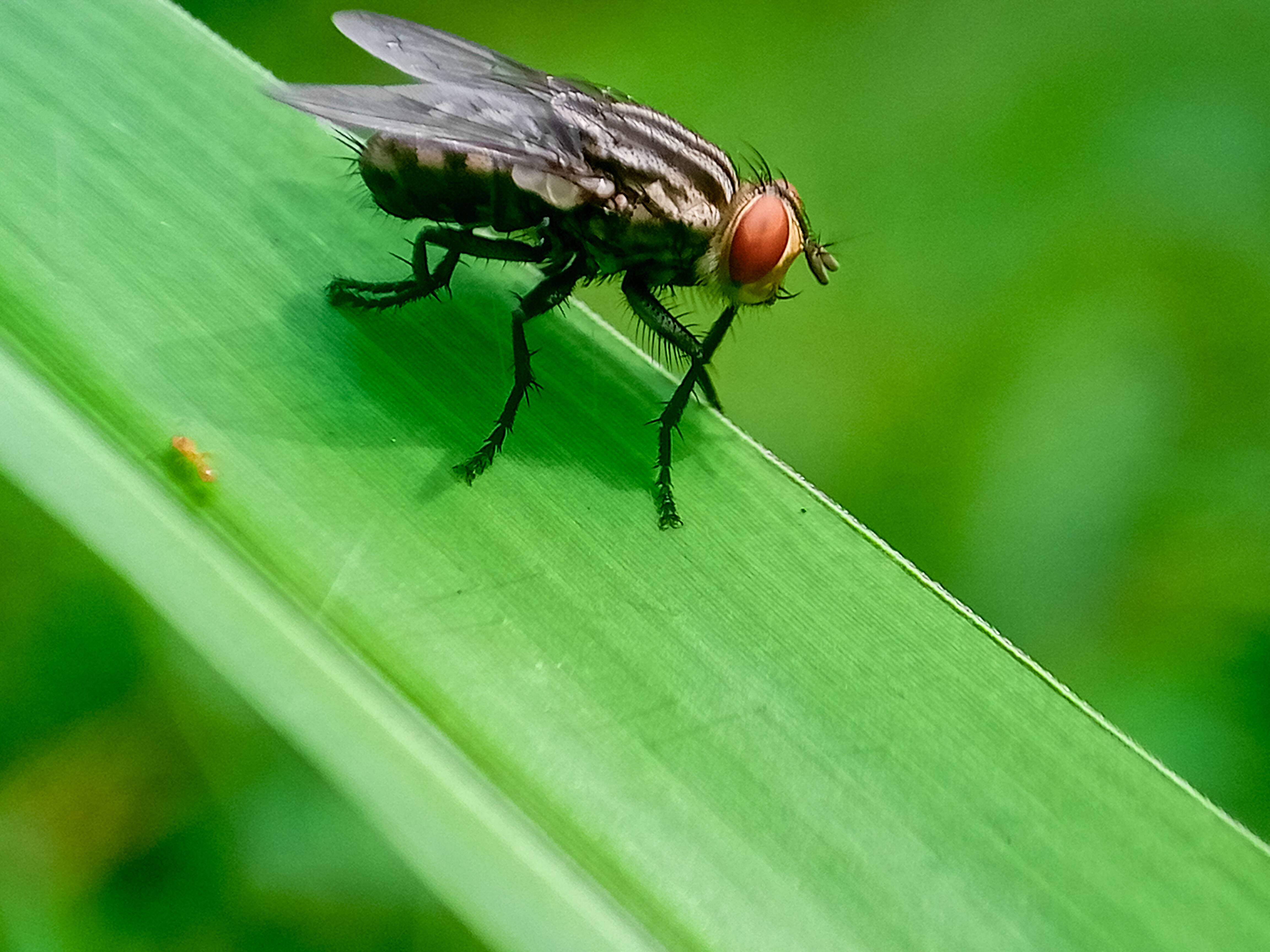 Ver à vis mangeur de chair: ce qu’il faut savoir sur ce parasite qui se ...