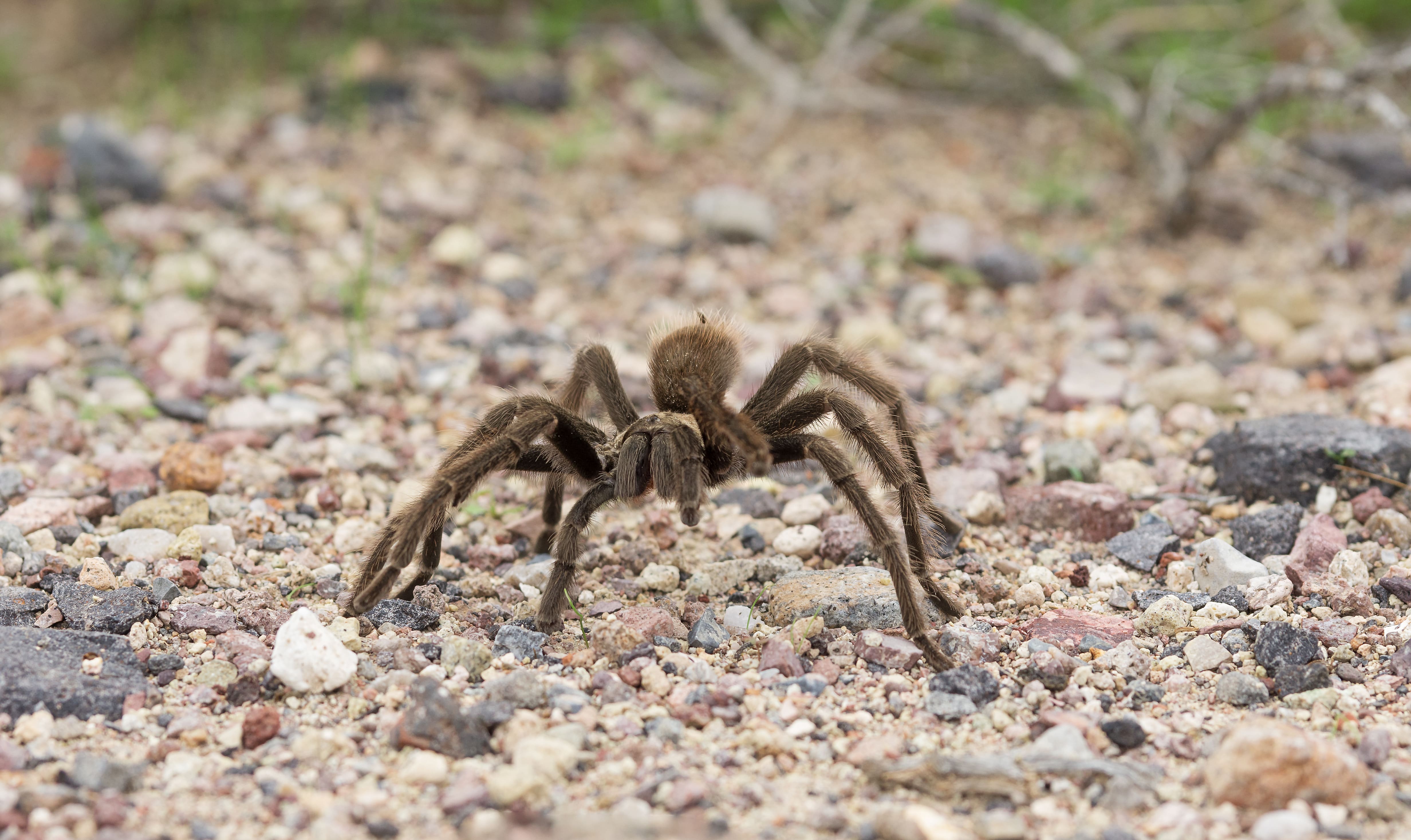 Une tarentule provoque un accident majeur aux États-Unis | JDQ
