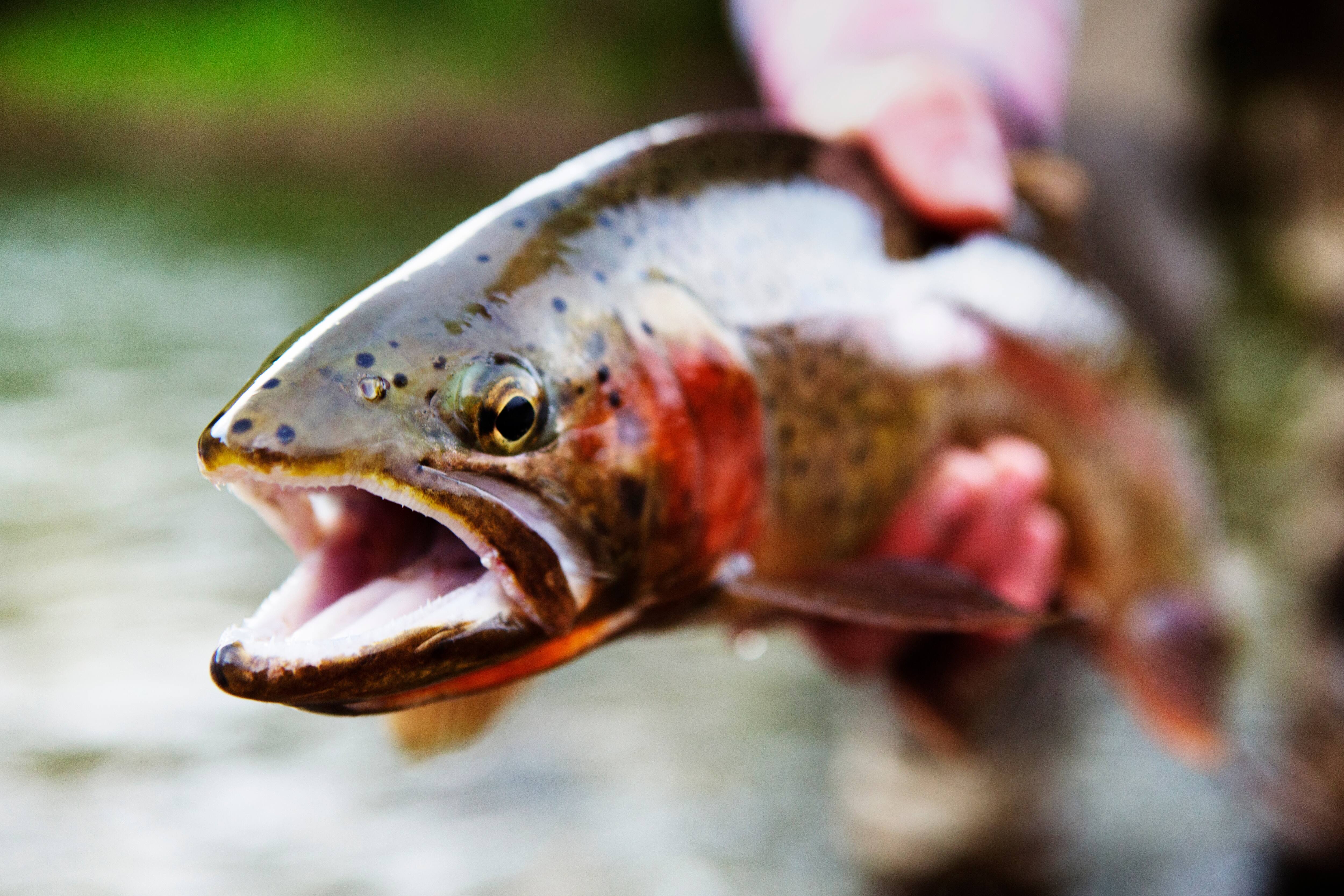 [BALADO] Oui, les poissons ressentent la douleur | JDQ