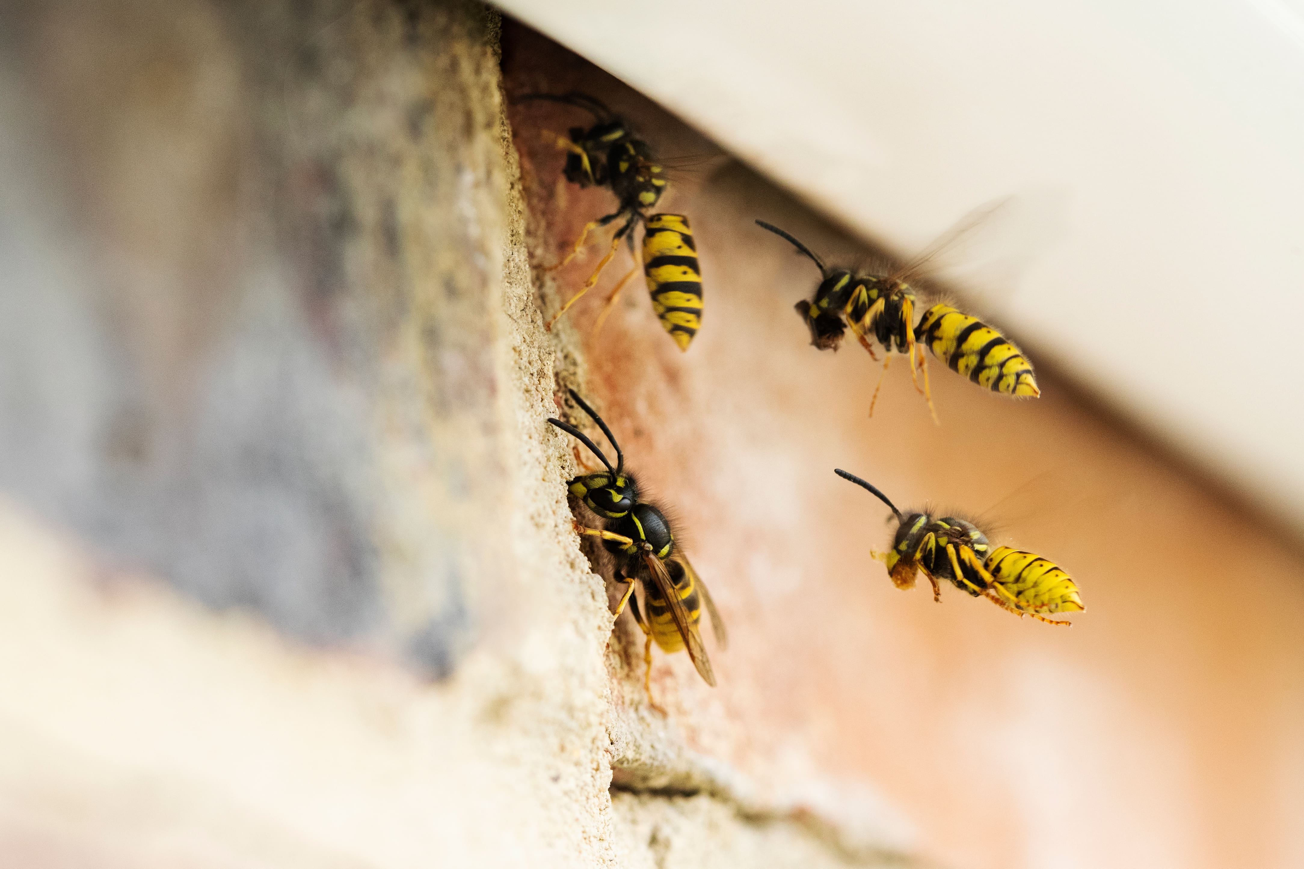Cinq trucs naturels pour se débarrasser des guêpes | JDM