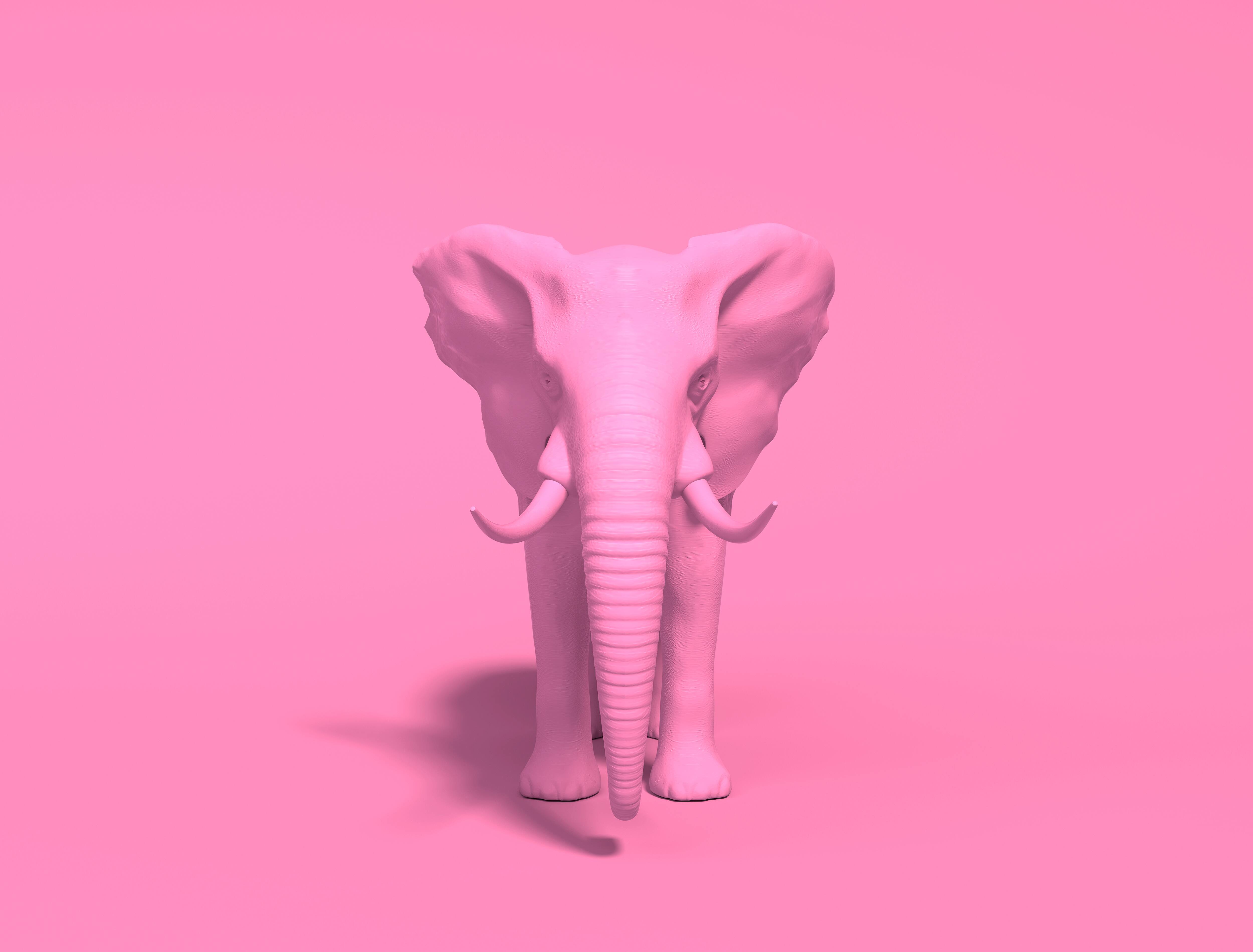 Des éléphants roses ! | Le Journal de Montréal