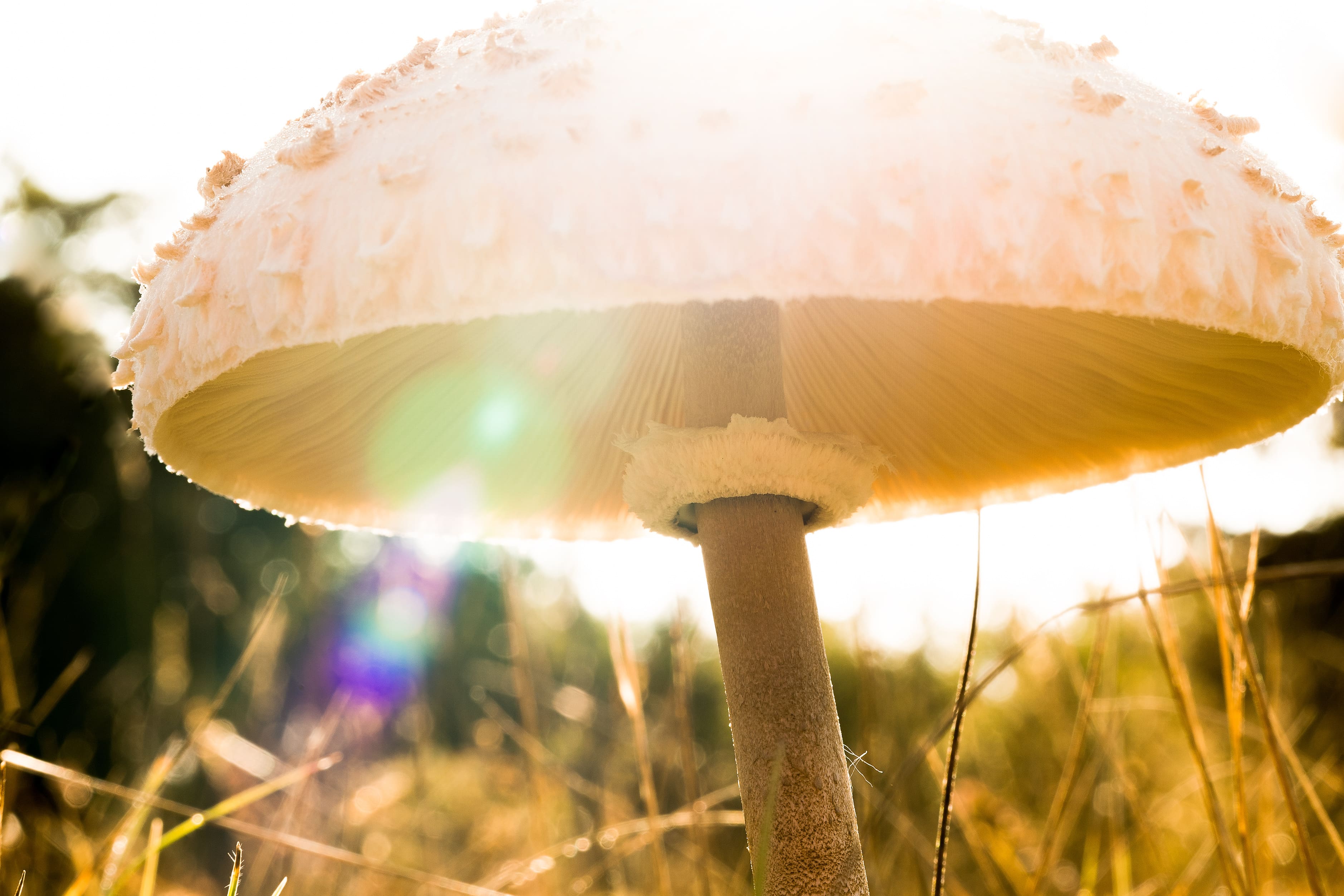 [BALADO] Construire avec des champignons, une idée super schtroumpf! | JDM