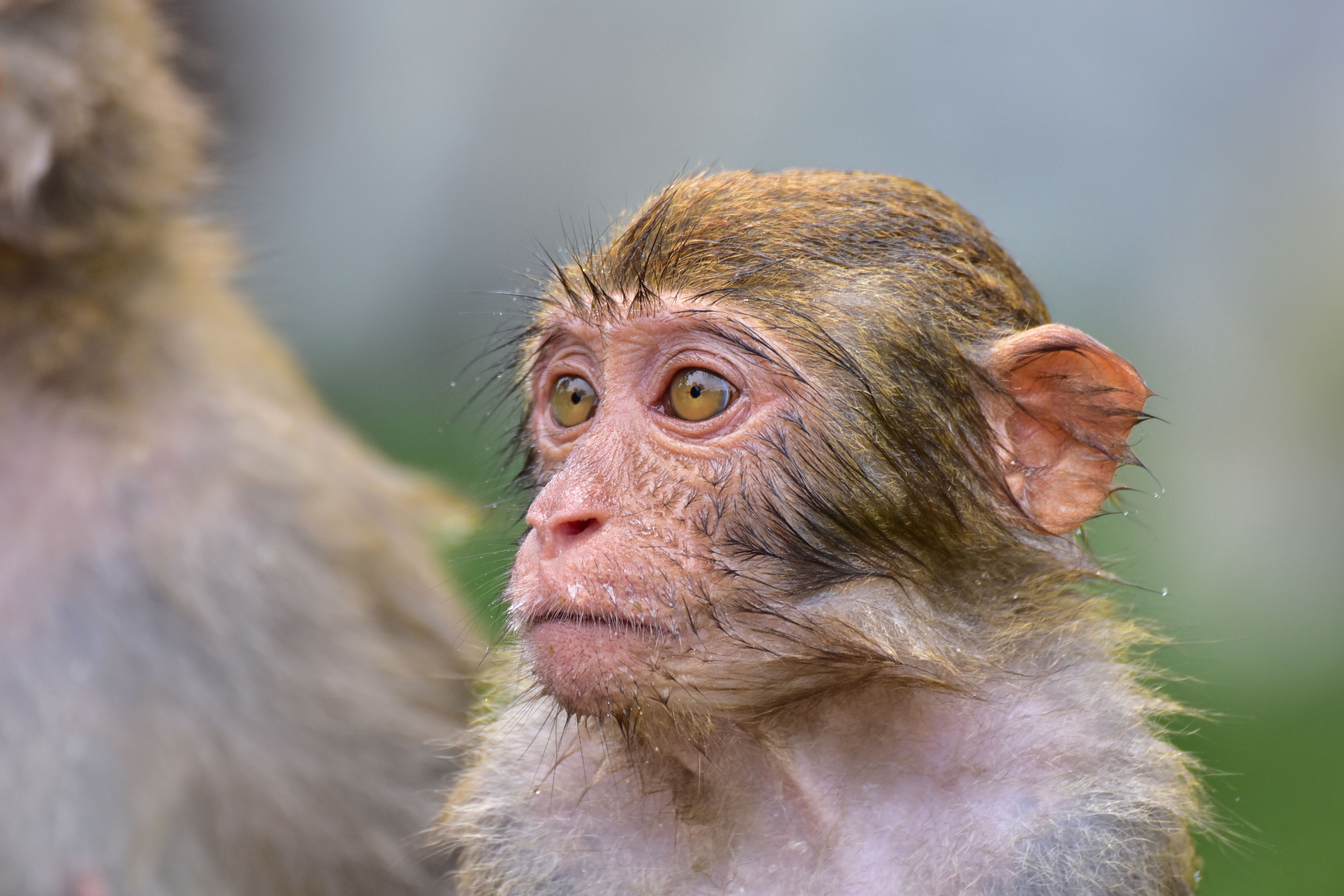 [BALADO] Des croisements hommes-singes en laboratoire | JDQ