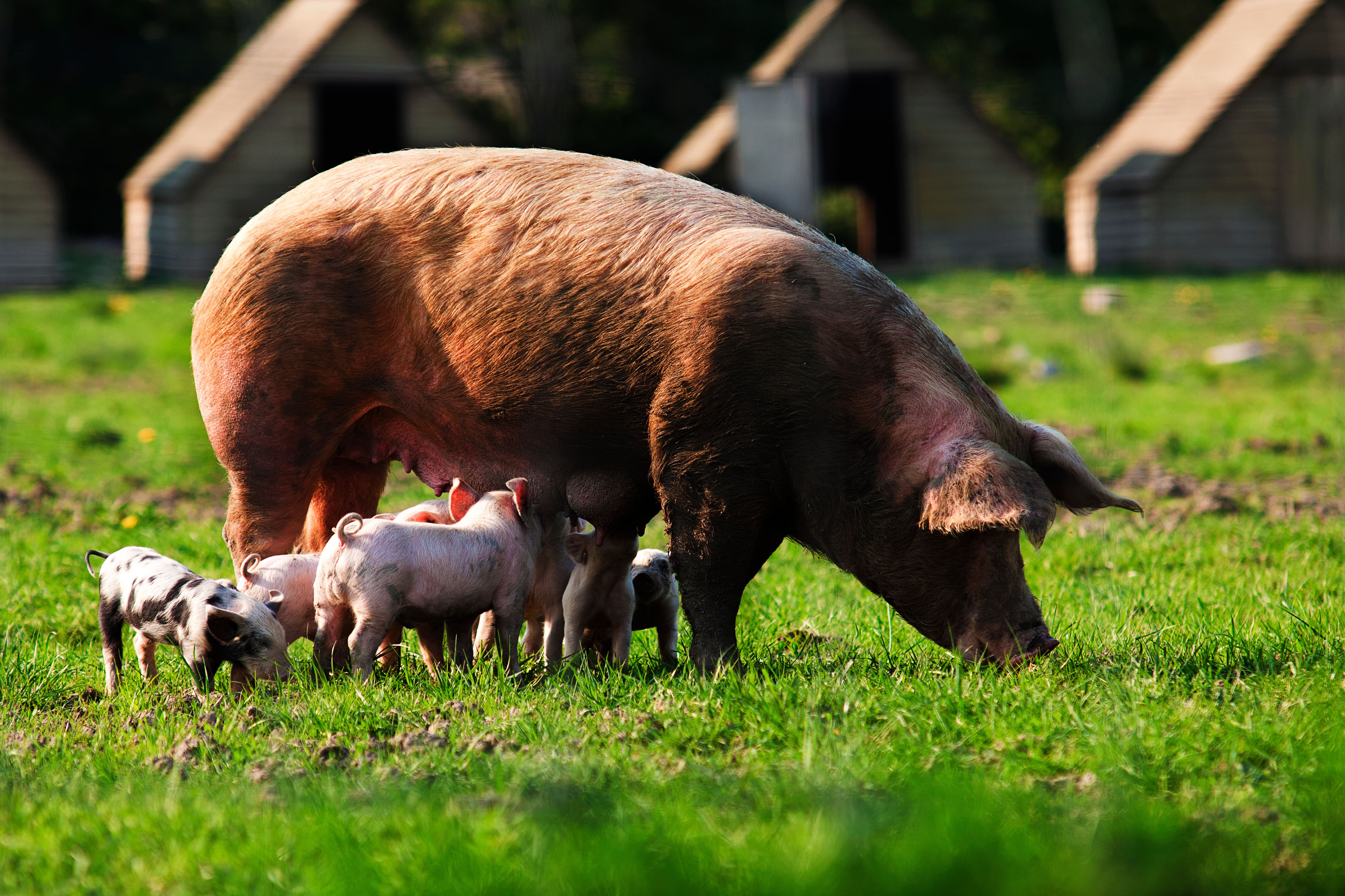 Un coup de pouce de 33 millions $ aux producteurs porcins | JDM