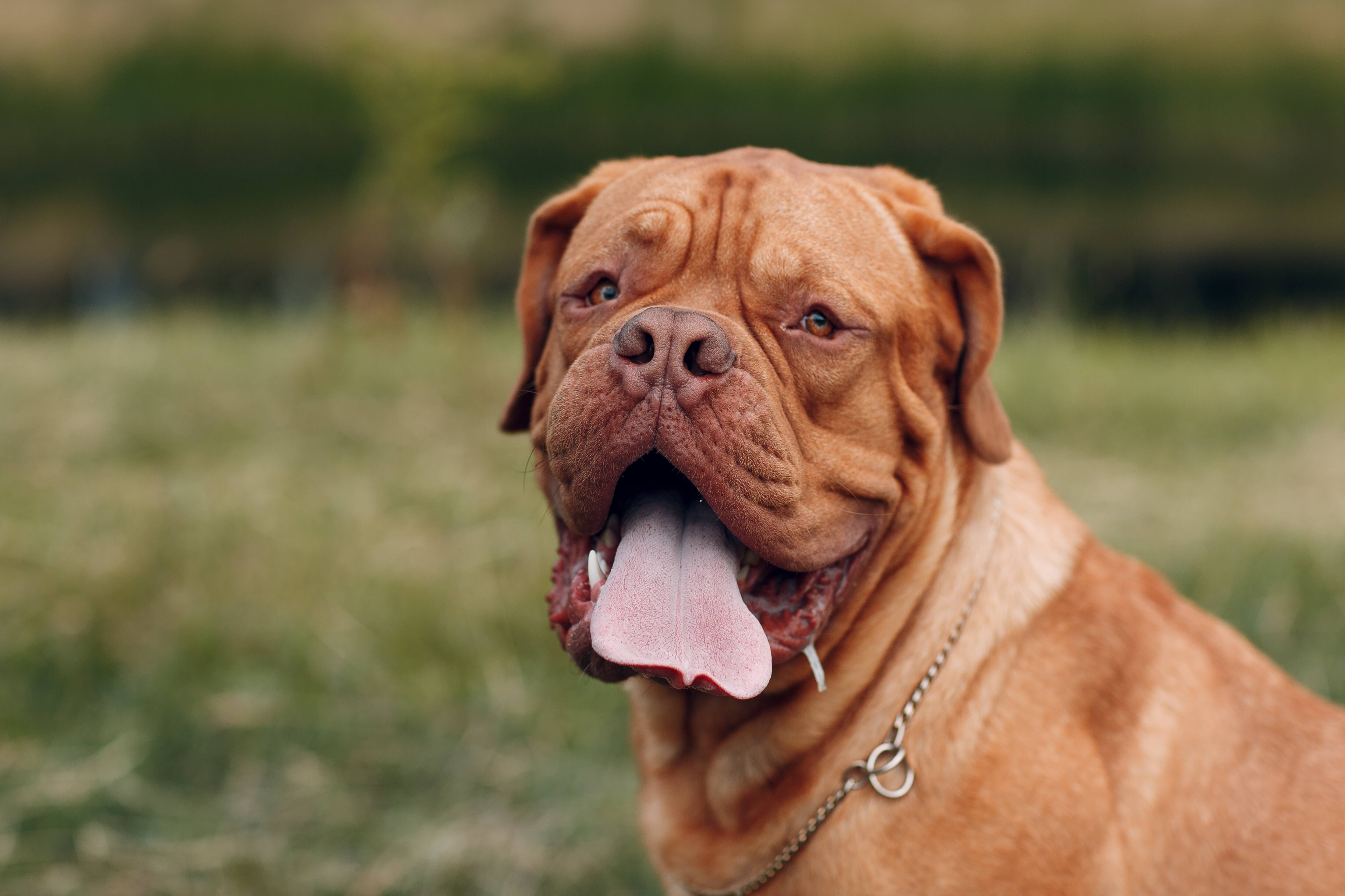 Mastiffs mastocs: une étude révèle un gène d’obésité canine partagé par ...