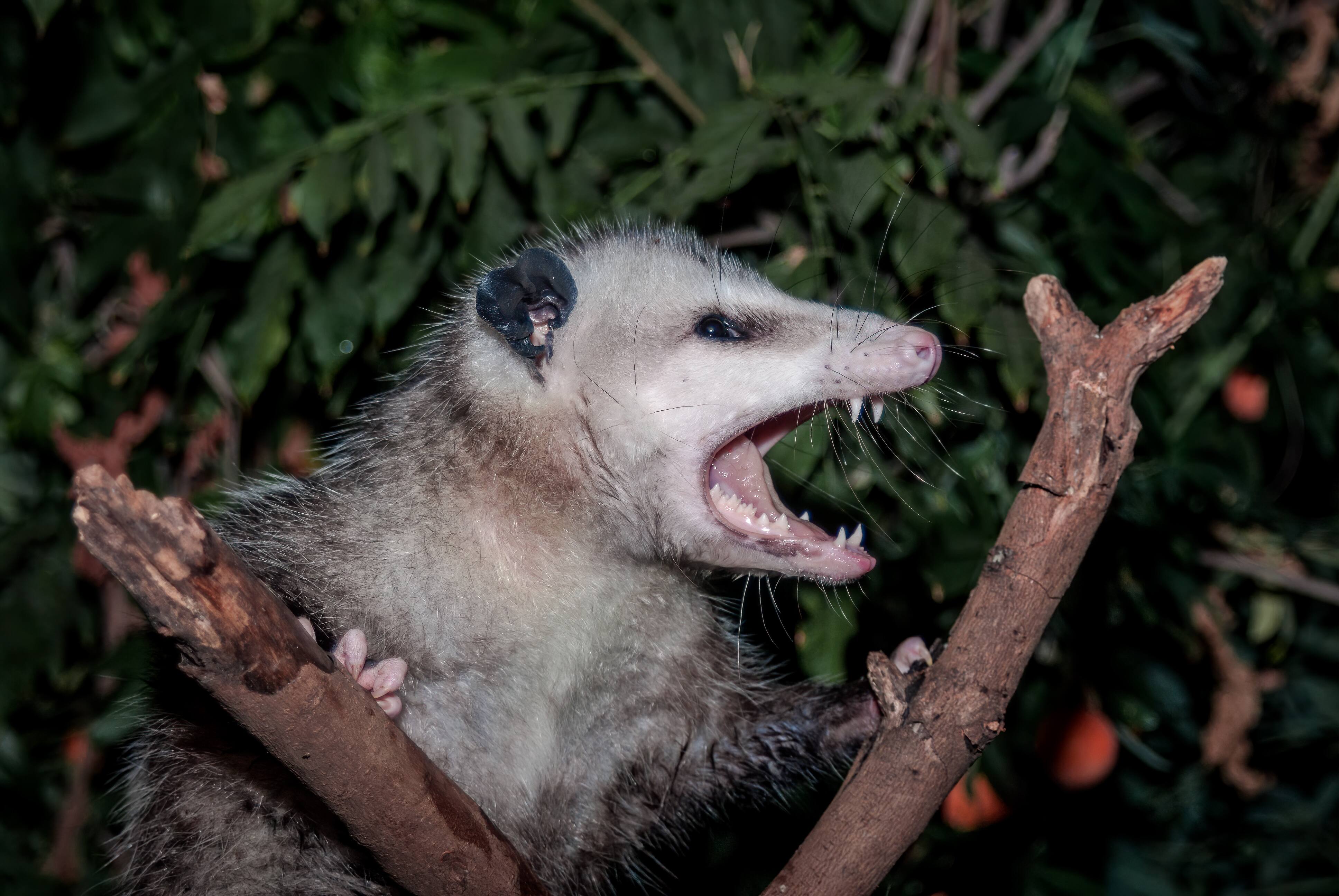Voici pourquoi il y a de plus en plus d’opossums à Montréal | 24 heures