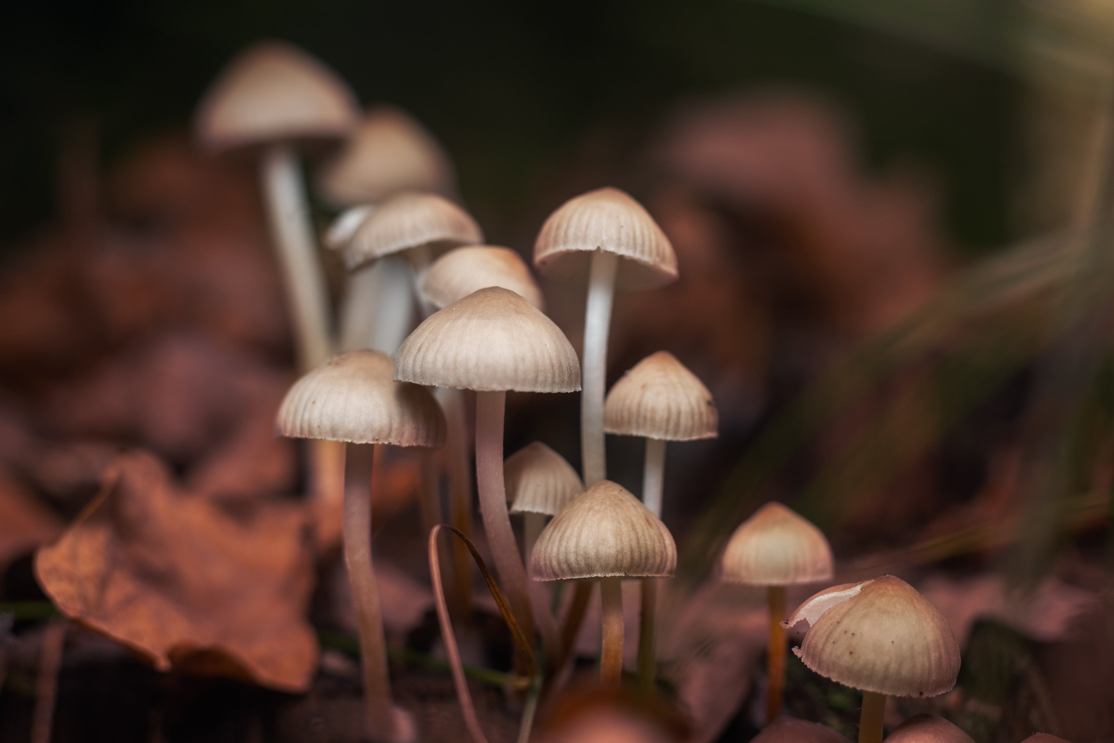 Les champignons magiques que vous consommez poussent-ils vraiment sur ...