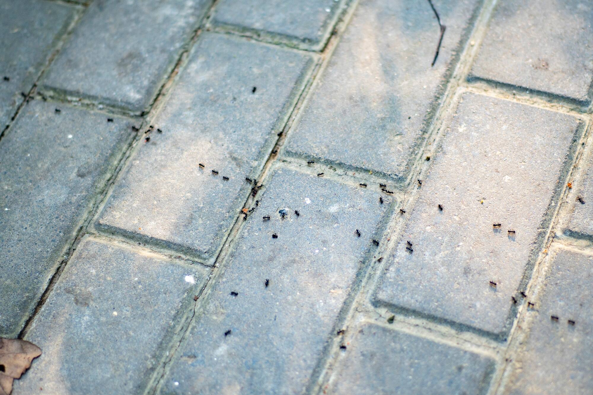 Fourmis: voici comment gérer une invasion de fourmis dans la maison (et ...