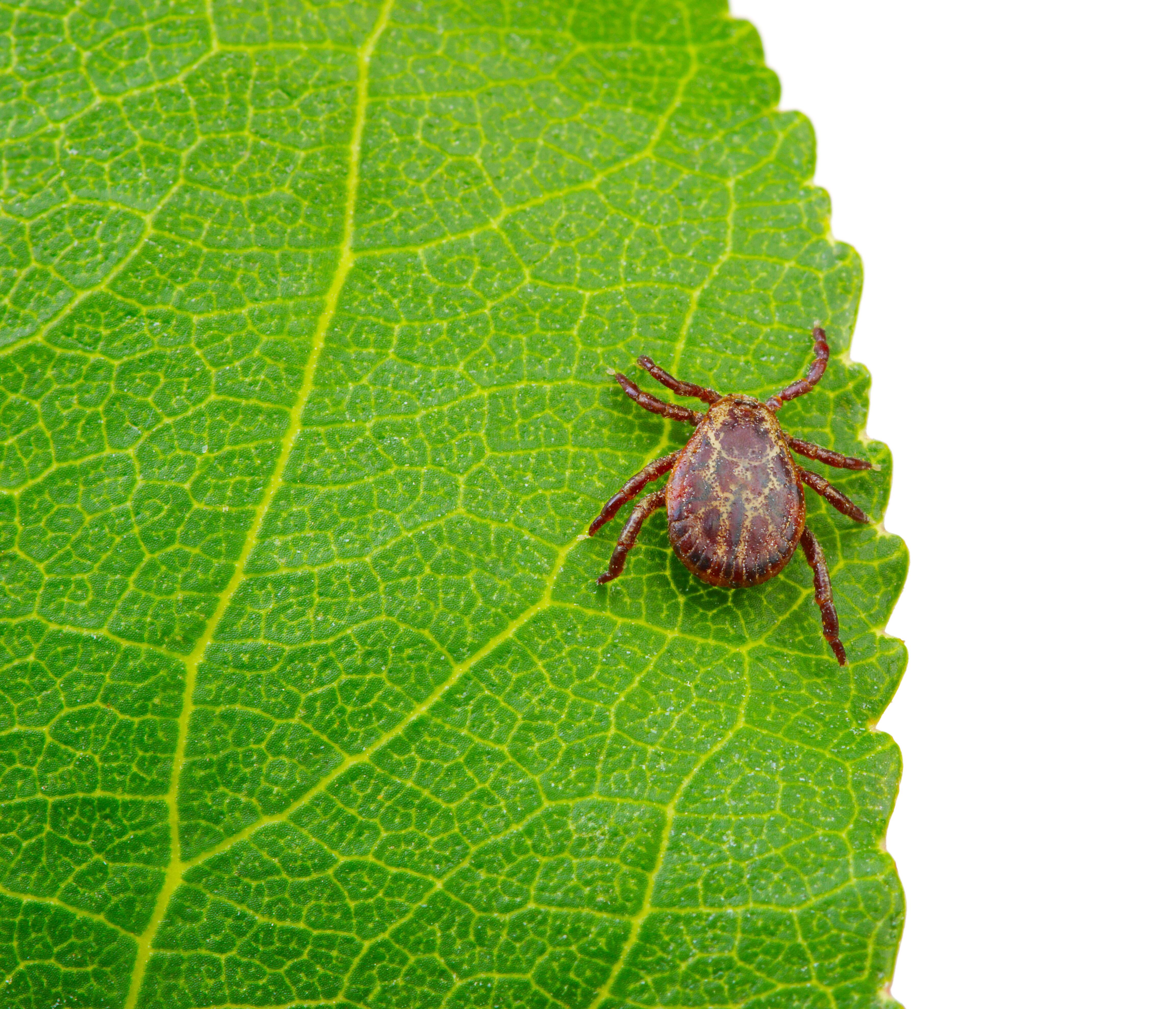 Maladie de Lyme: qu’est-ce que c’est? | TVA Nouvelles