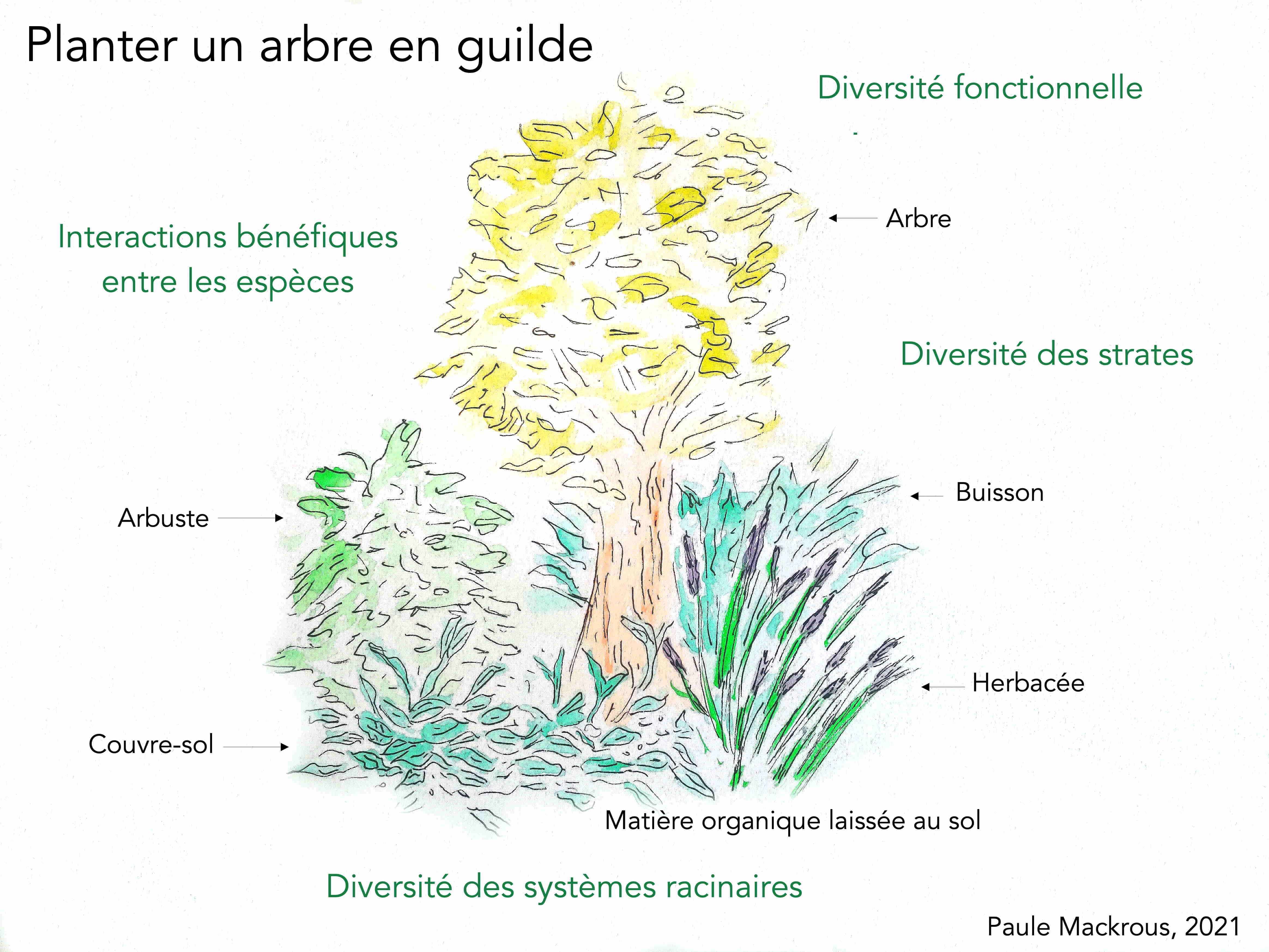 Planter un arbre, créer un écosystème | JDQ