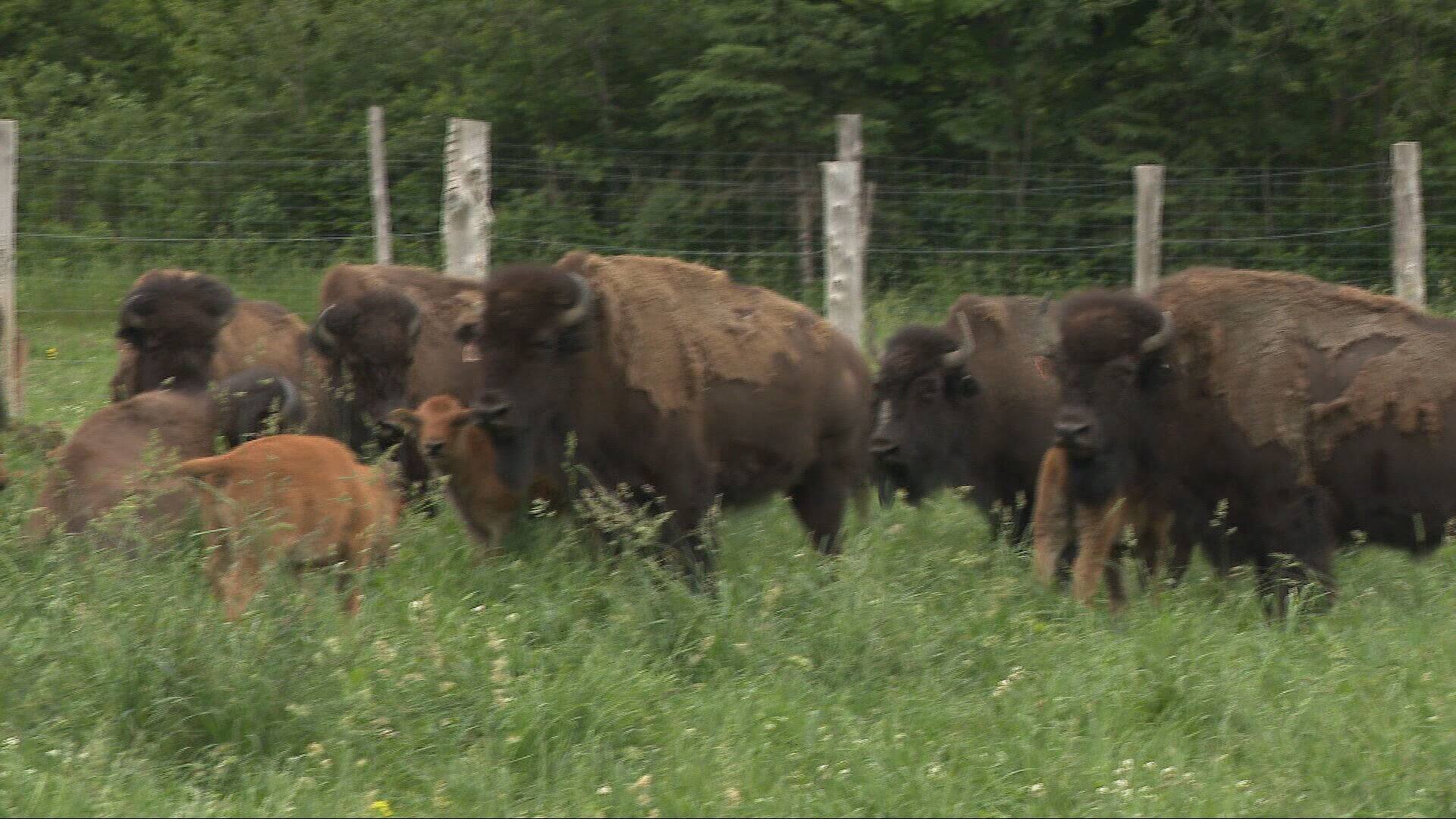 Coup de foudre pour les bisons: une jeune femme possède un élevage bien ...