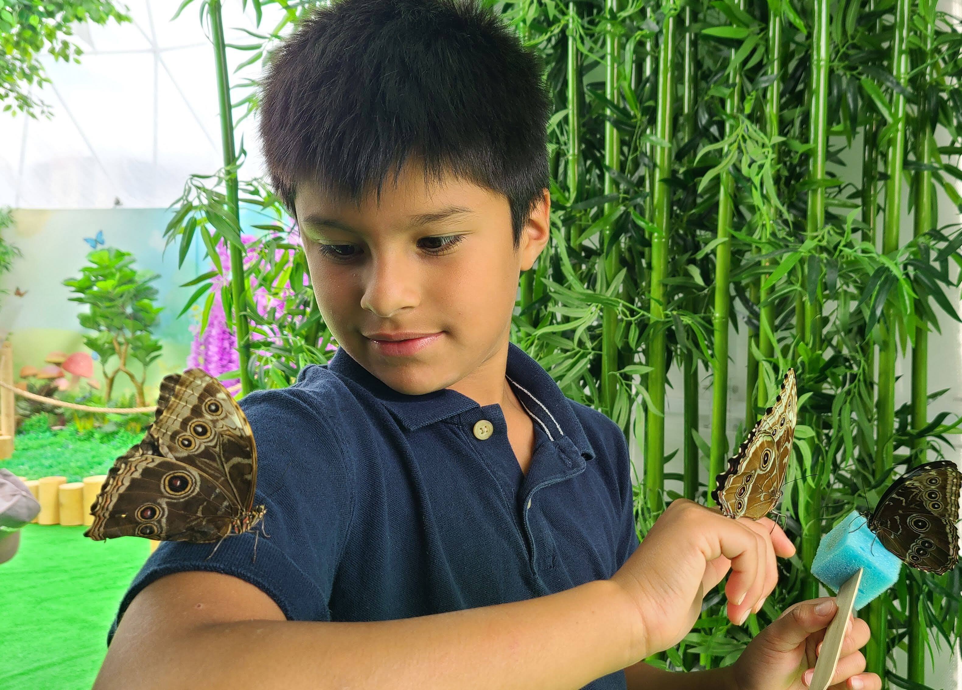 Les papillons sont de retour aux Galeries de la Capitale: BFLY annonce ...