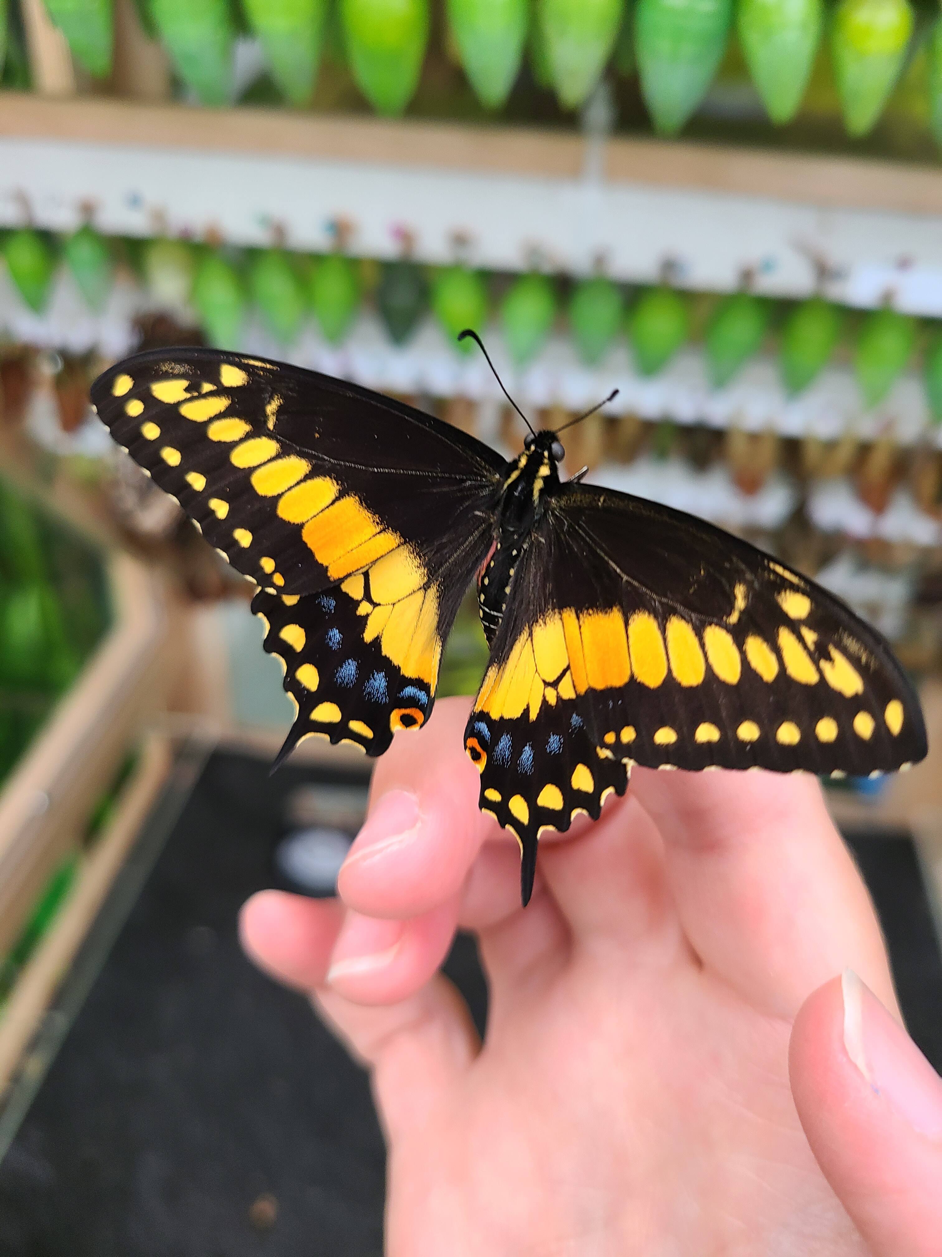 Les papillons sont de retour aux Galeries de la Capitale: BFLY annonce ...