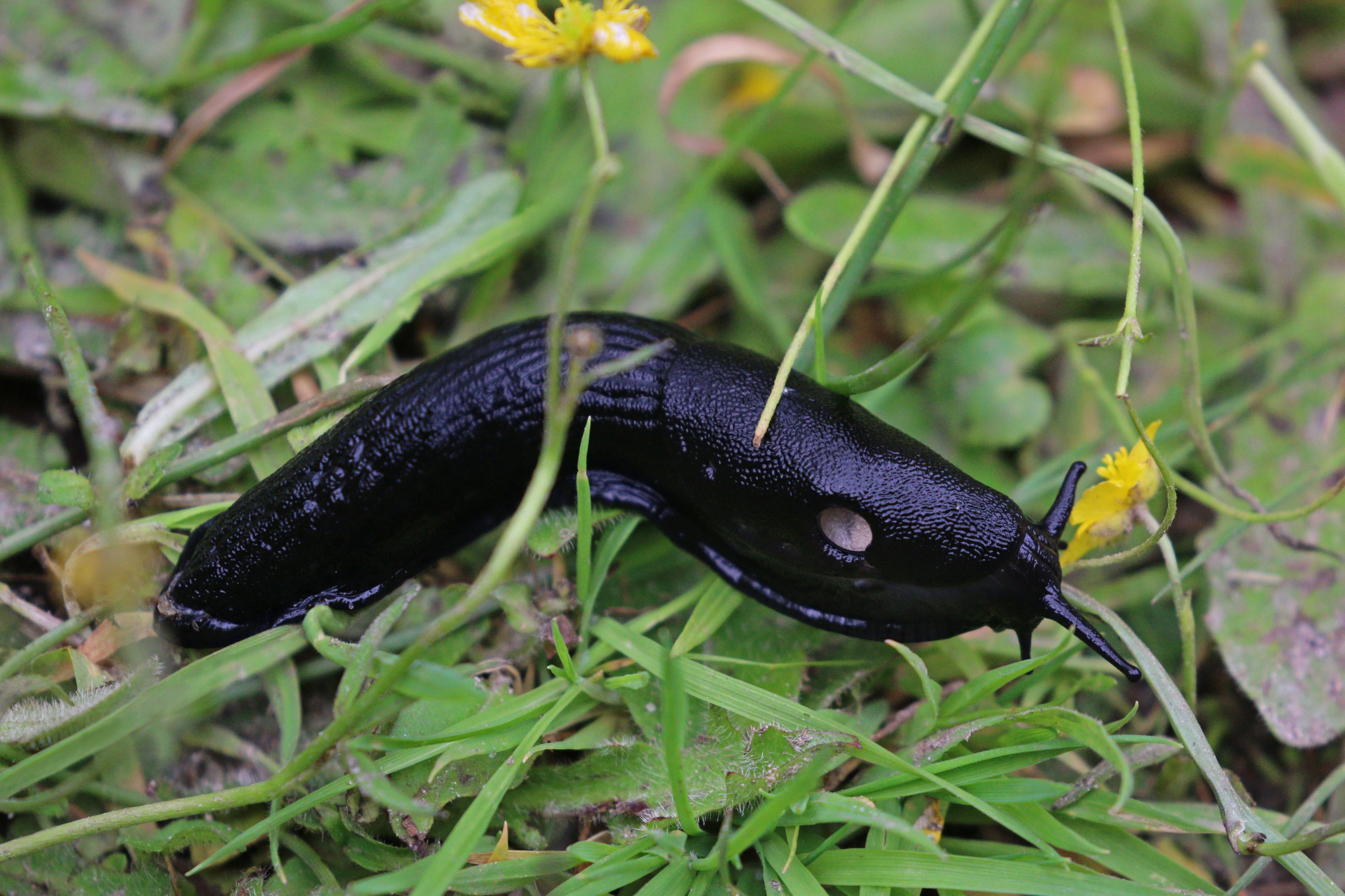 Sound-Written Hoax: The Slug Reveal - NewsyList
