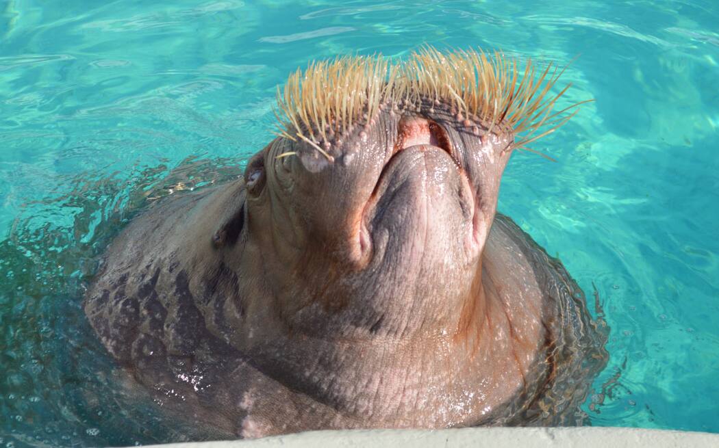 Le célèbre «chanteur» moustachu fait ses adieux à l’Aquarium de Québec ...