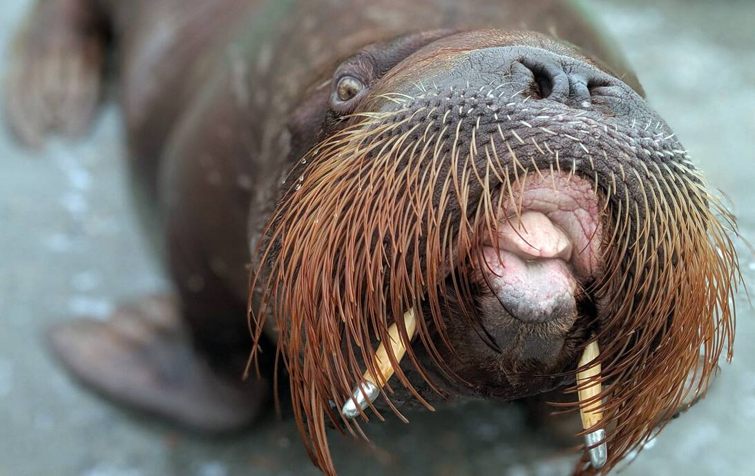 «Chanteur» moustachu: le célèbre morse de l’Aquarium du Québec s’en va ...