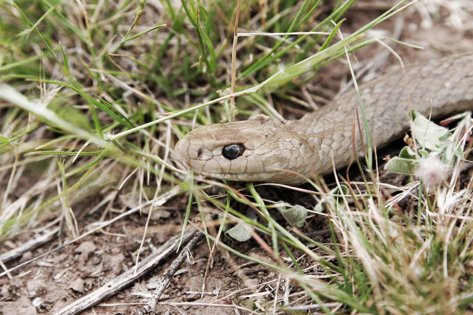 Mordu par un serpent: un homme décède sous les yeux de sa femme | TVA ...