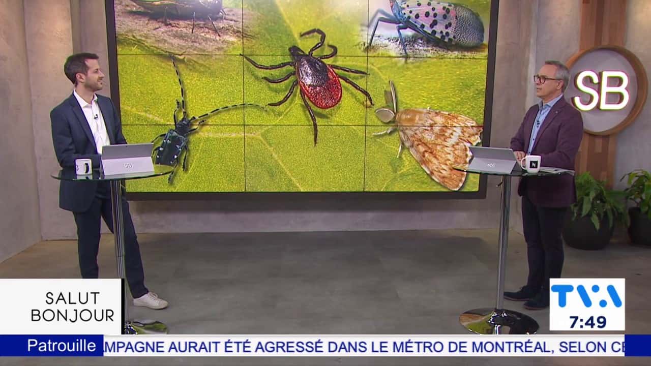 Moins de maringouins et de moustiques cet été ? | Salut Bonjour