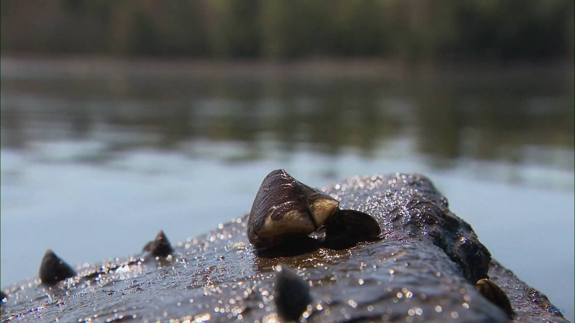 Des lacs contaminés par des espèces envahissantes au Bas-Saint-Laurent ...