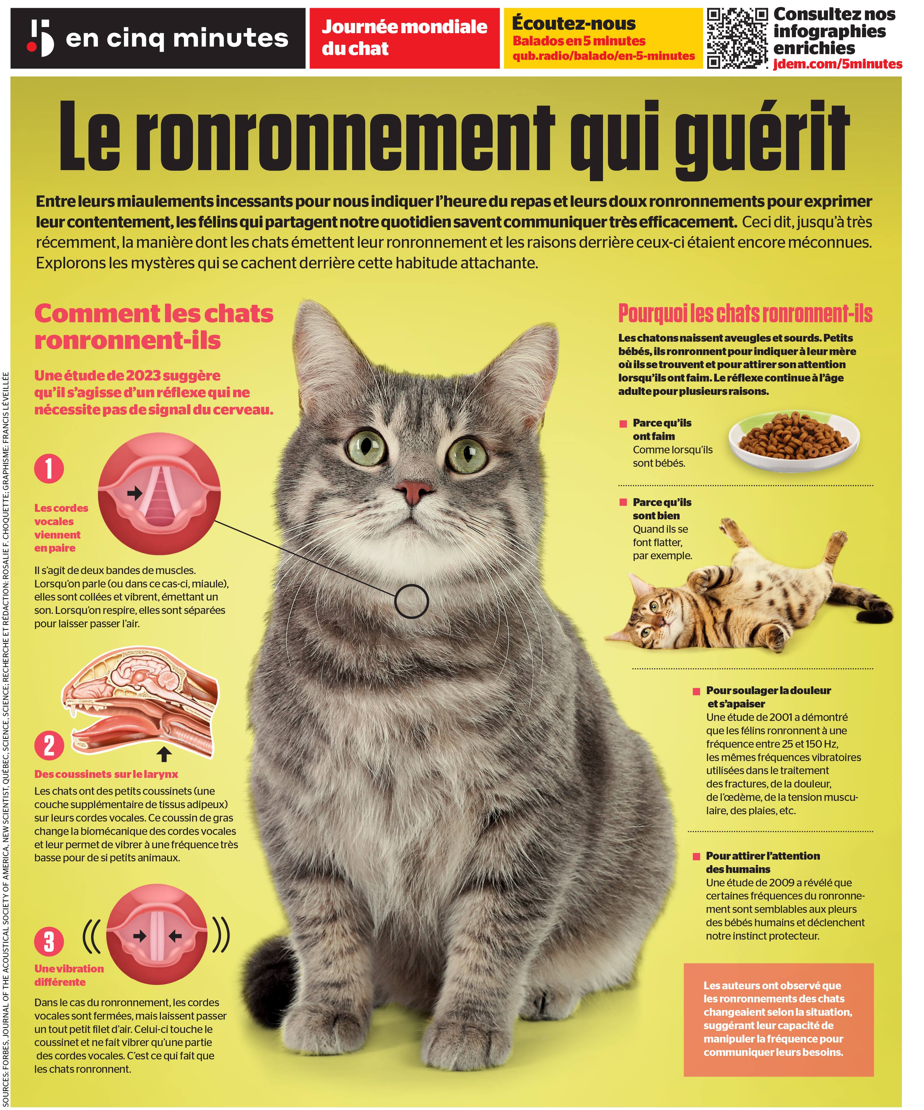 Journée mondiale du chat: le ronronnement expliqué | JDM