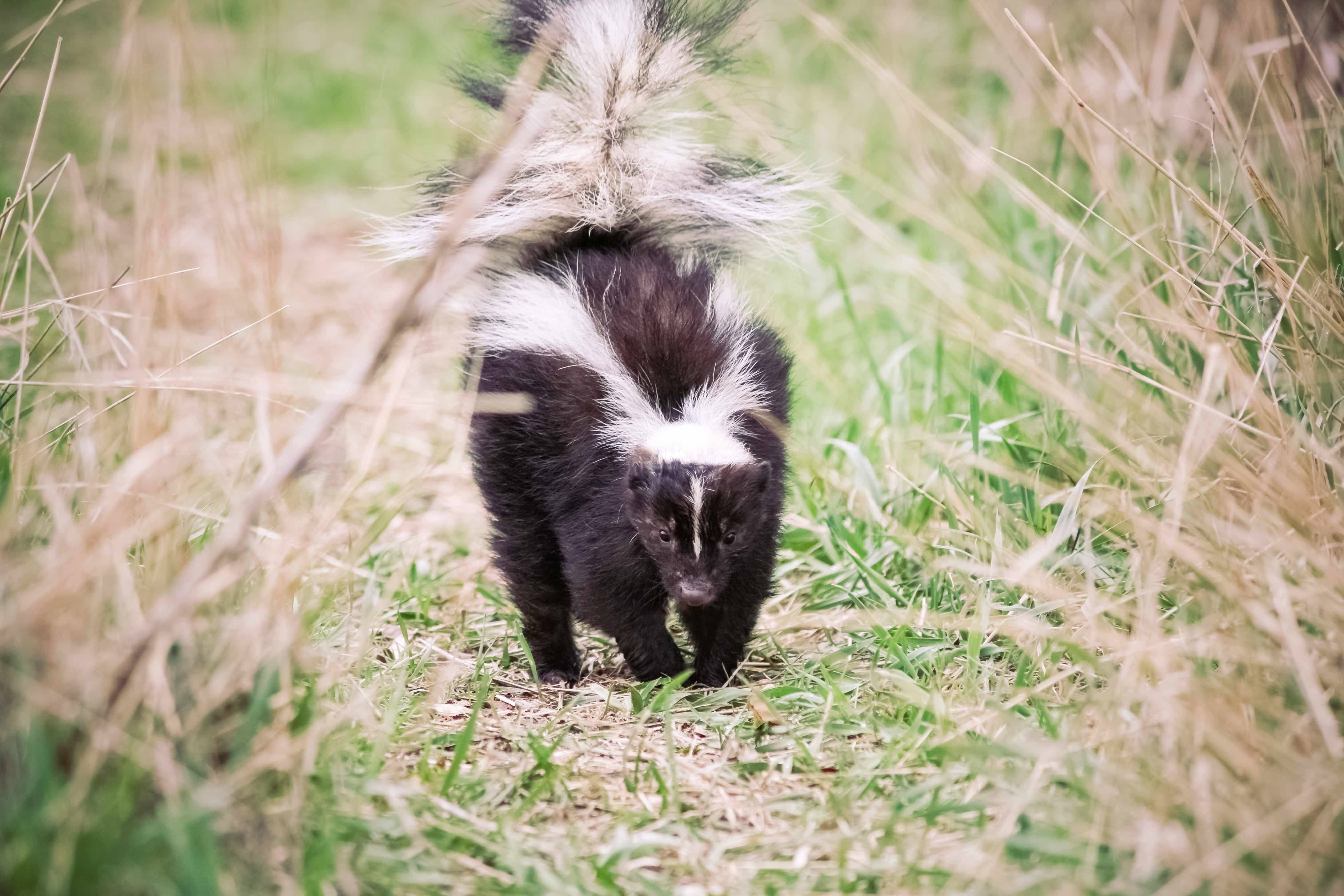 Comment se débarrasser rapidement d’une mouffette qui visite son ...