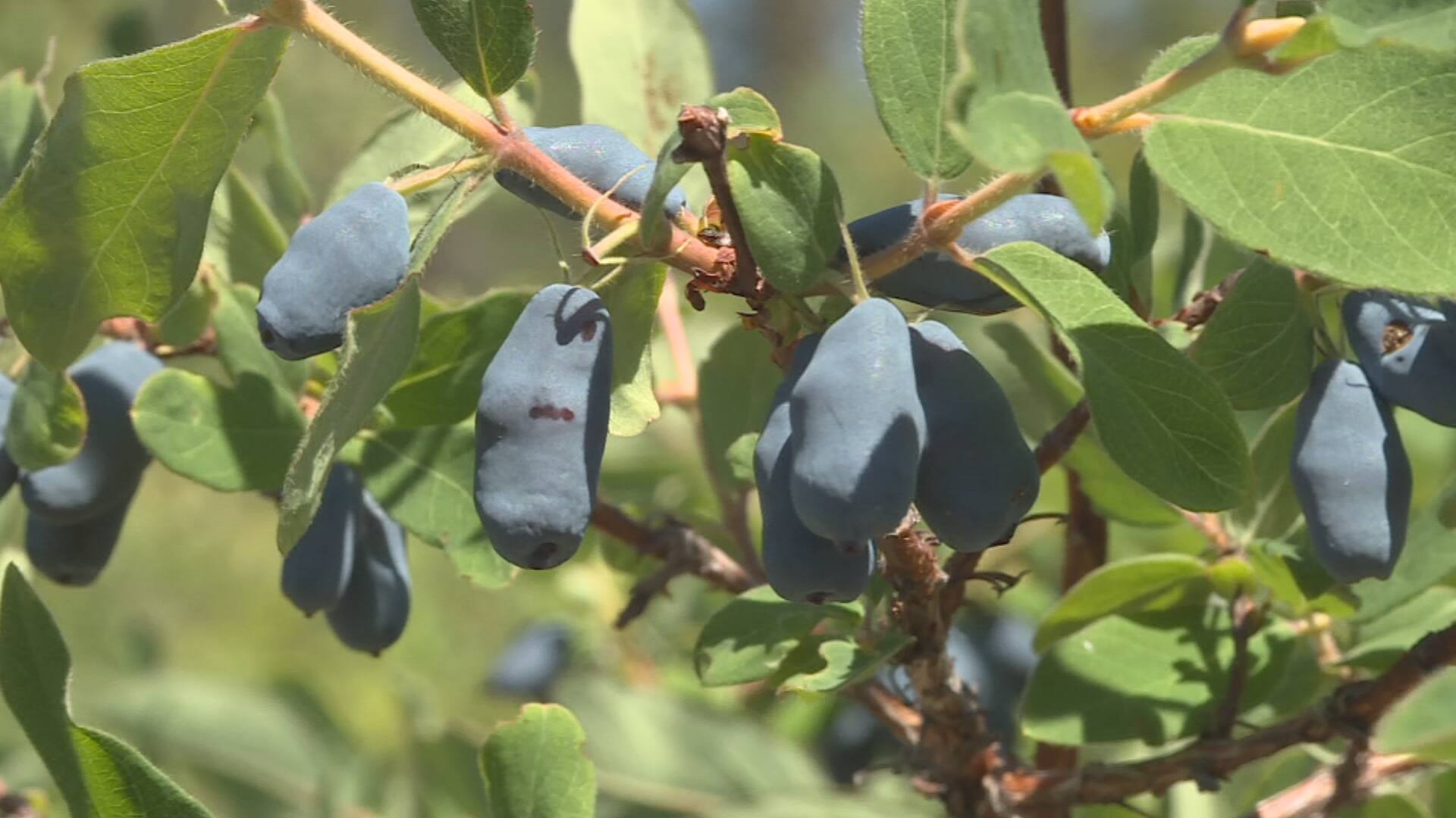La camerise de plus en plus populaire au Québec | TVA Nouvelles