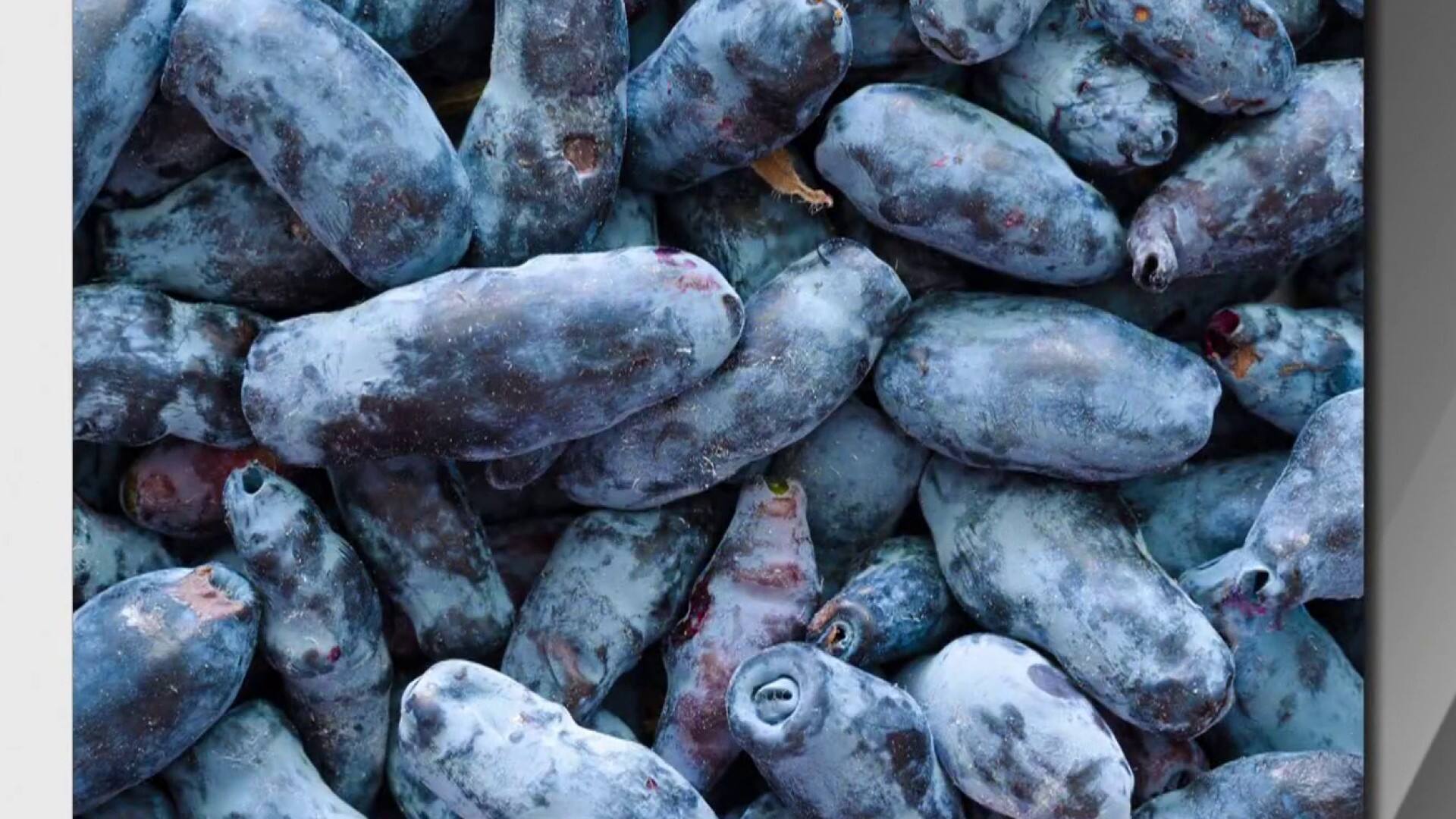 Début de l'autocueillette de la camerise | Salut Bonjour