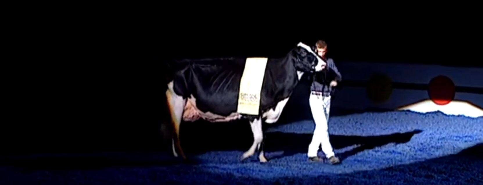 Une vache élevée au Québec sacrée «vache mondiale de l’année» | TVA ...