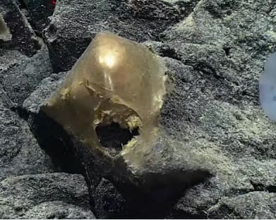 The bottom of the sea: a mysterious golden egg that leaves scientists ...
