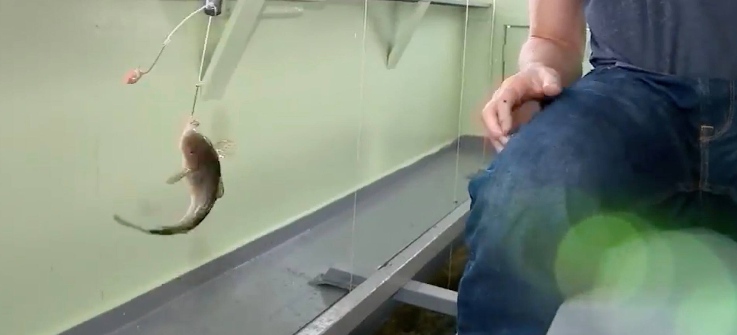 La saison de la pêche aux poissons des chenaux est lancée | JDM