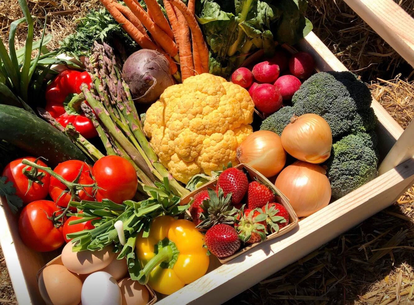 Apprendre à devenir maraîcher | Le Journal de Montréal