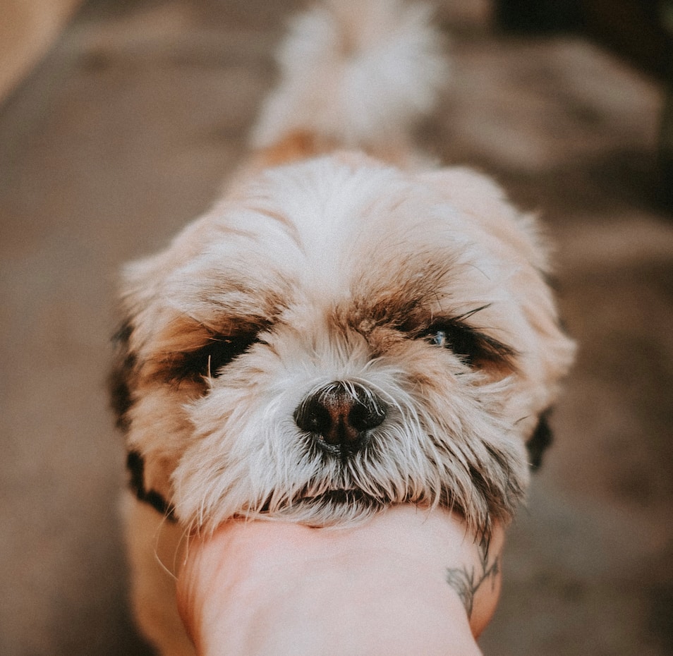 TOP : 10 races de petits chiens gentils | Salut Bonjour