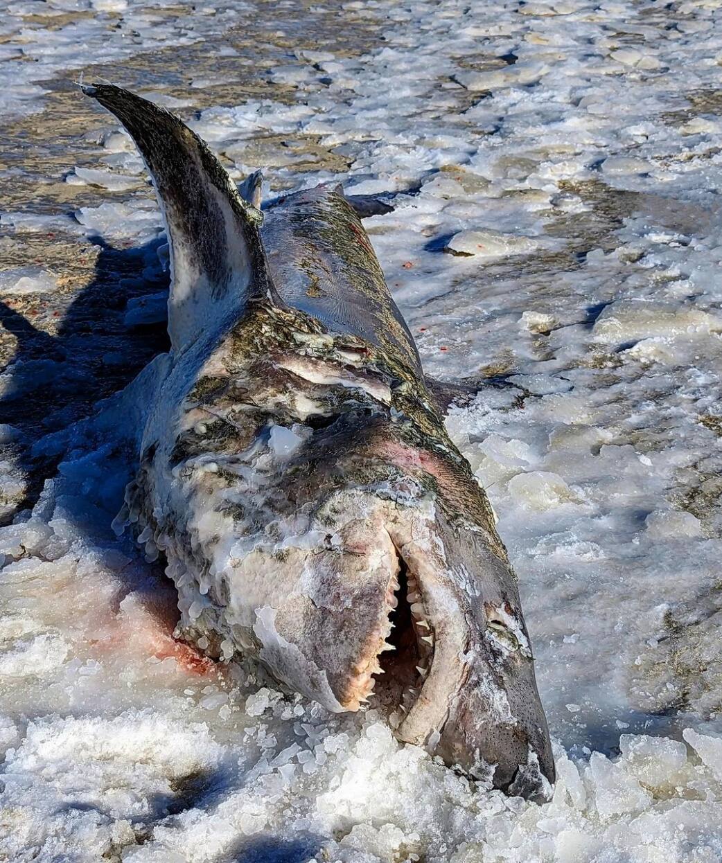 Un requin retrouvé mort et congelé sur une plage de Cape Cod | TVA ...