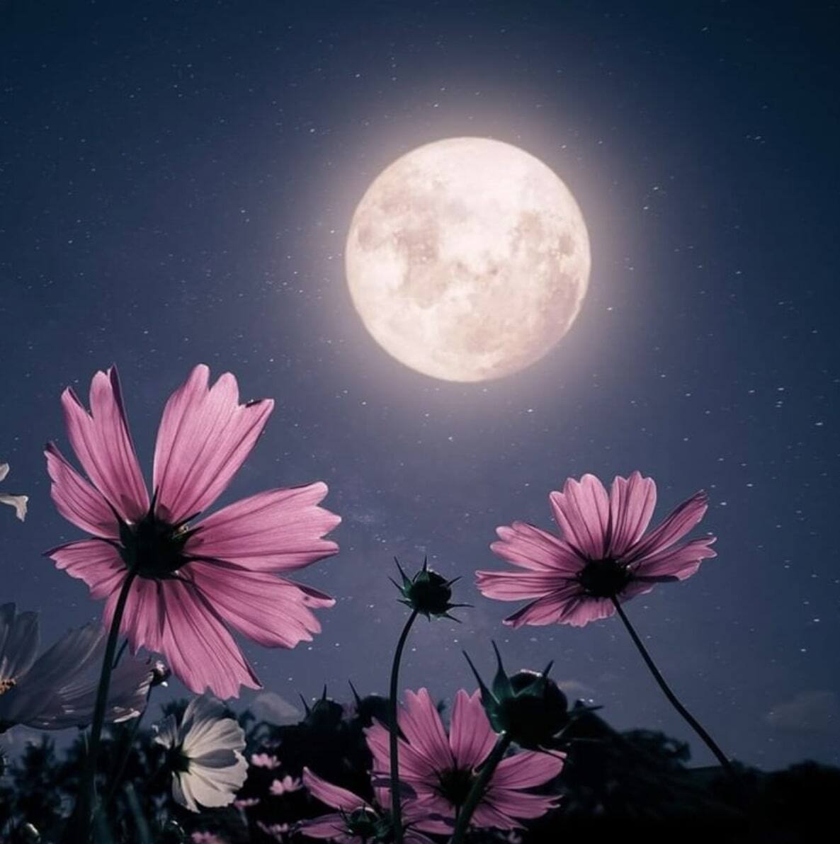 Voici à quoi s'attendre avec la pleine lune des fleurs du 5 mai | billie