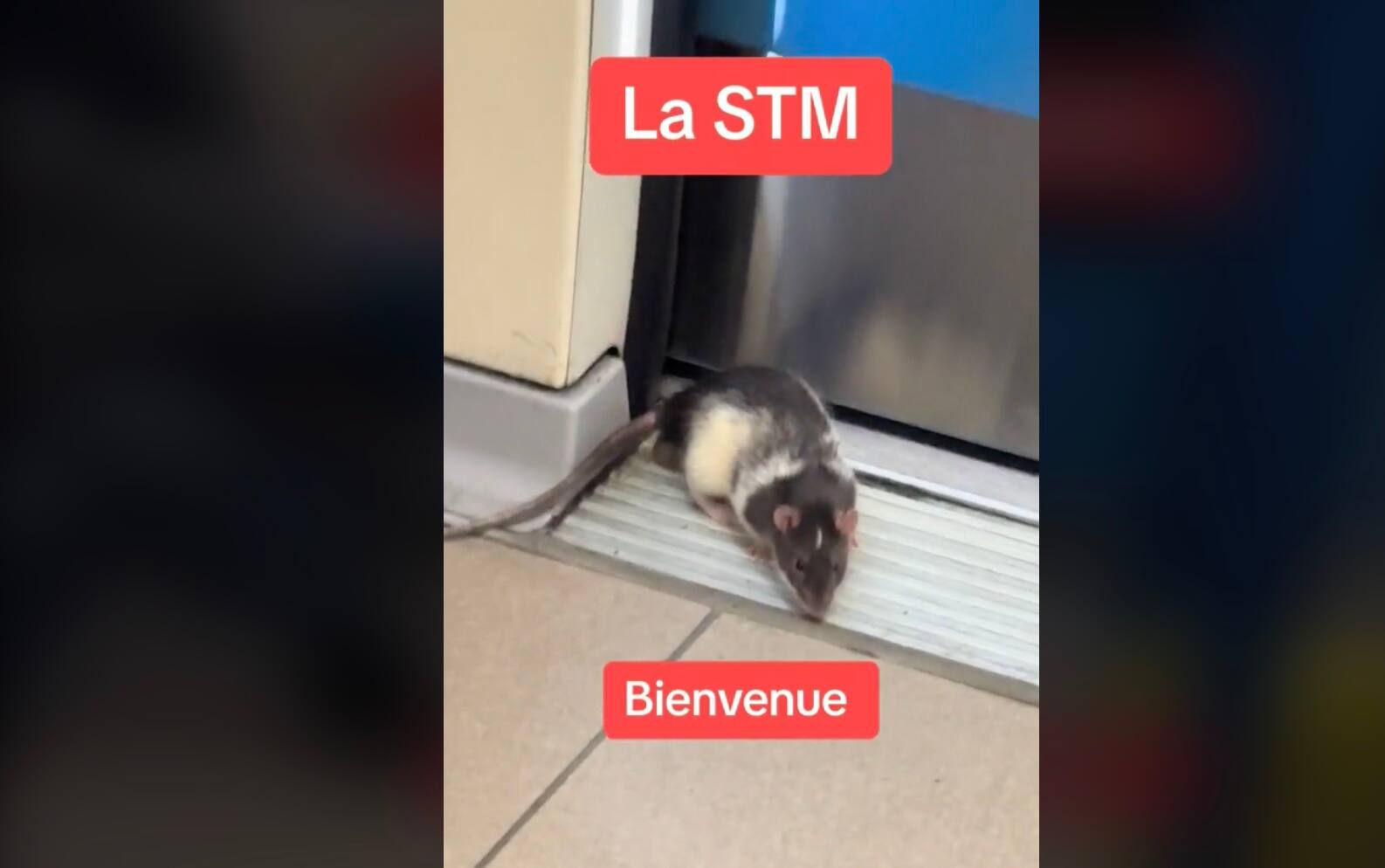 Un gros rat aperçu dans le métro de Montréal | 24 heures