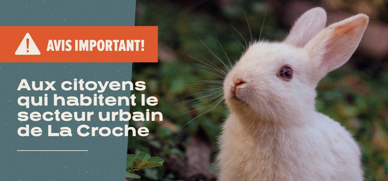 Une centaine de lapins en liberté sèment la pagaille à La Tuque | JDQ