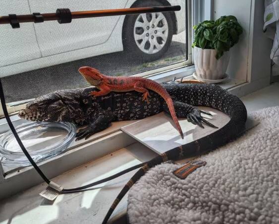 Un gigantesque lézard est en fuite à Sherbrooke | QUB | QUB info