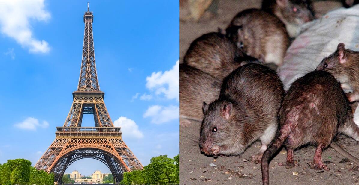 Les autorités craignent maintenant une infestation de rats aux Jeux ...