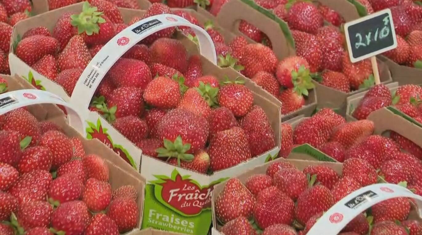 Réduction de 40%: la chaleur extrême menace les fraises | TVA Nouvelles